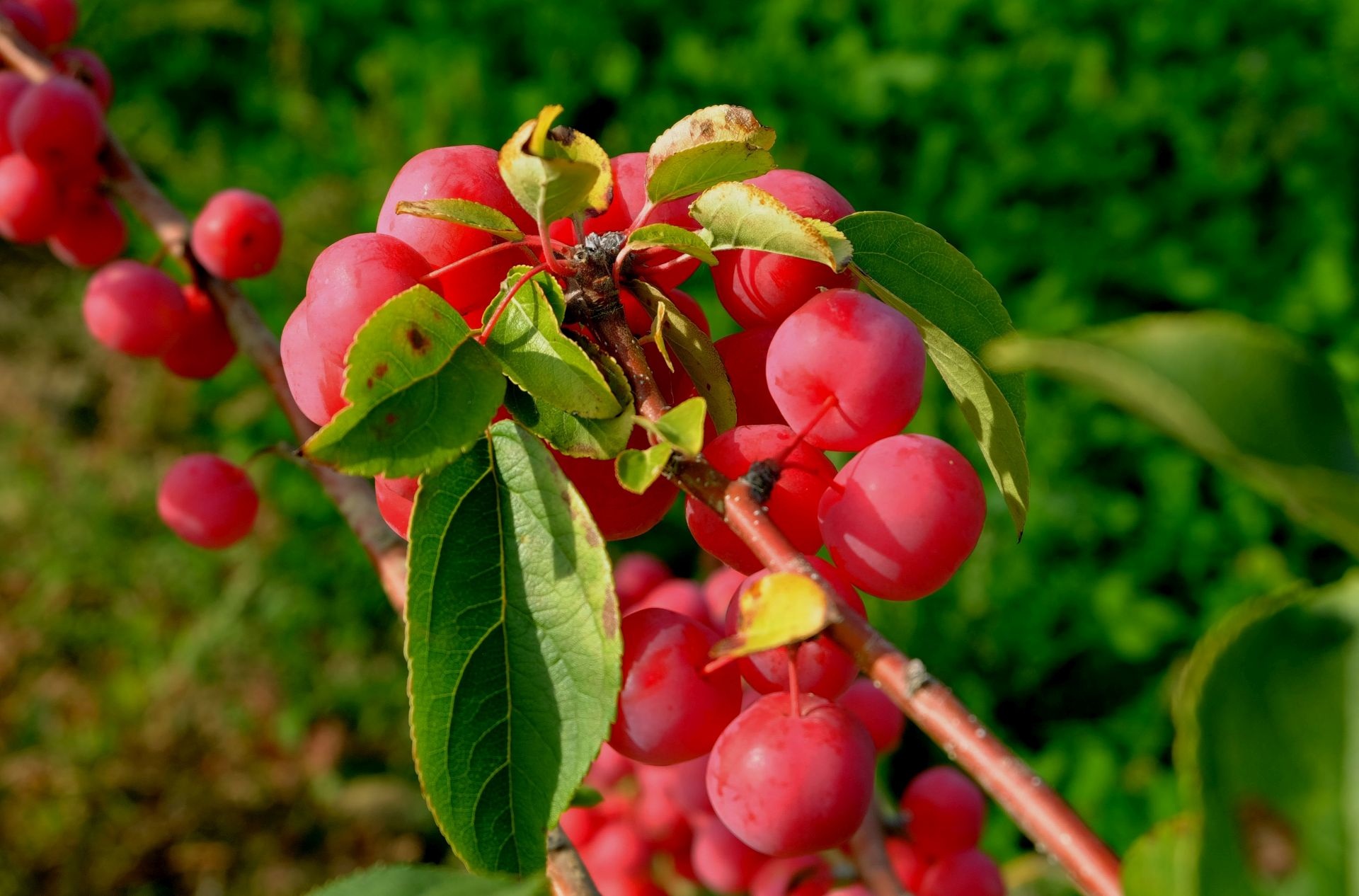 Plum Wild Red free image download
