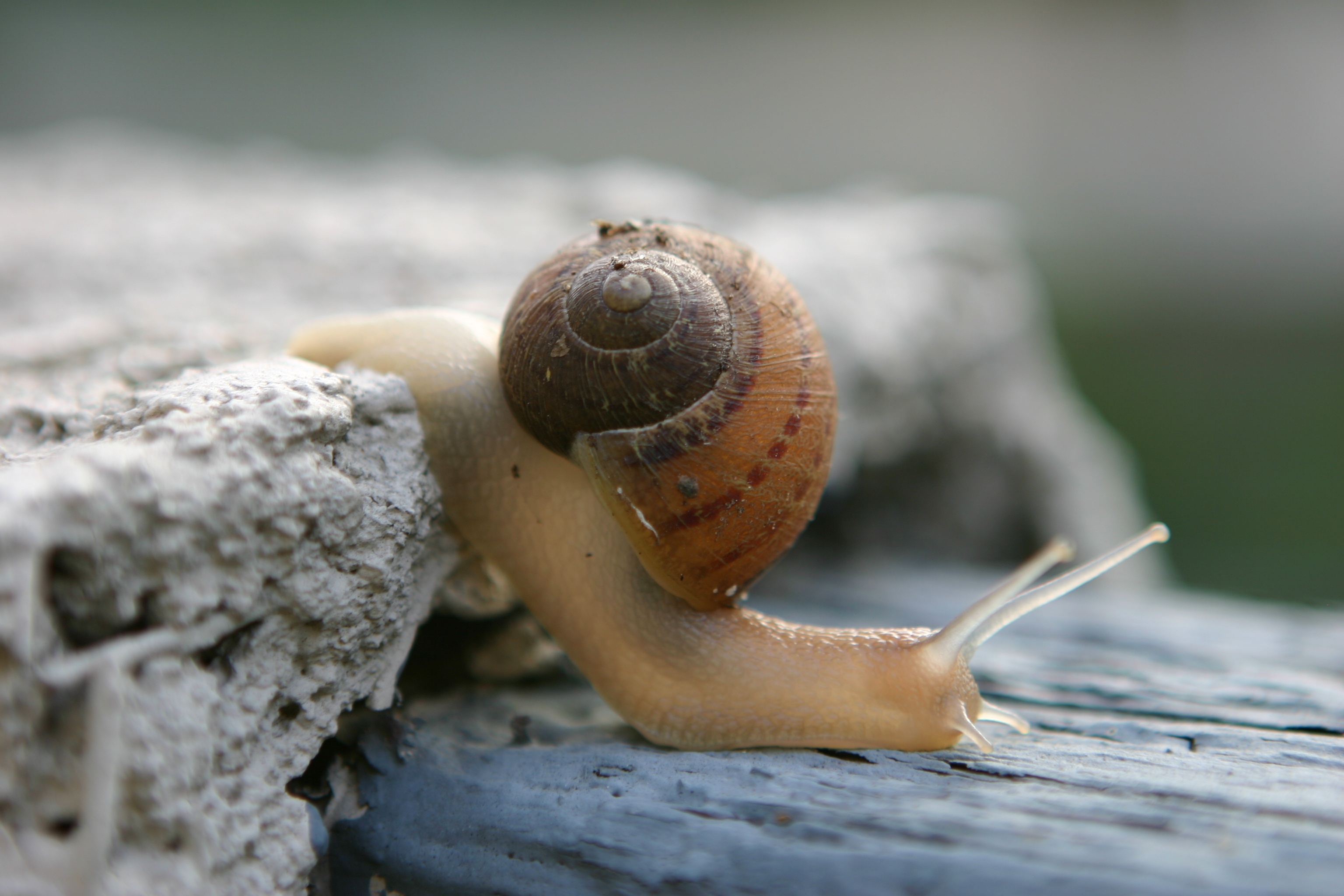 Shell Crawling macro blur free image download