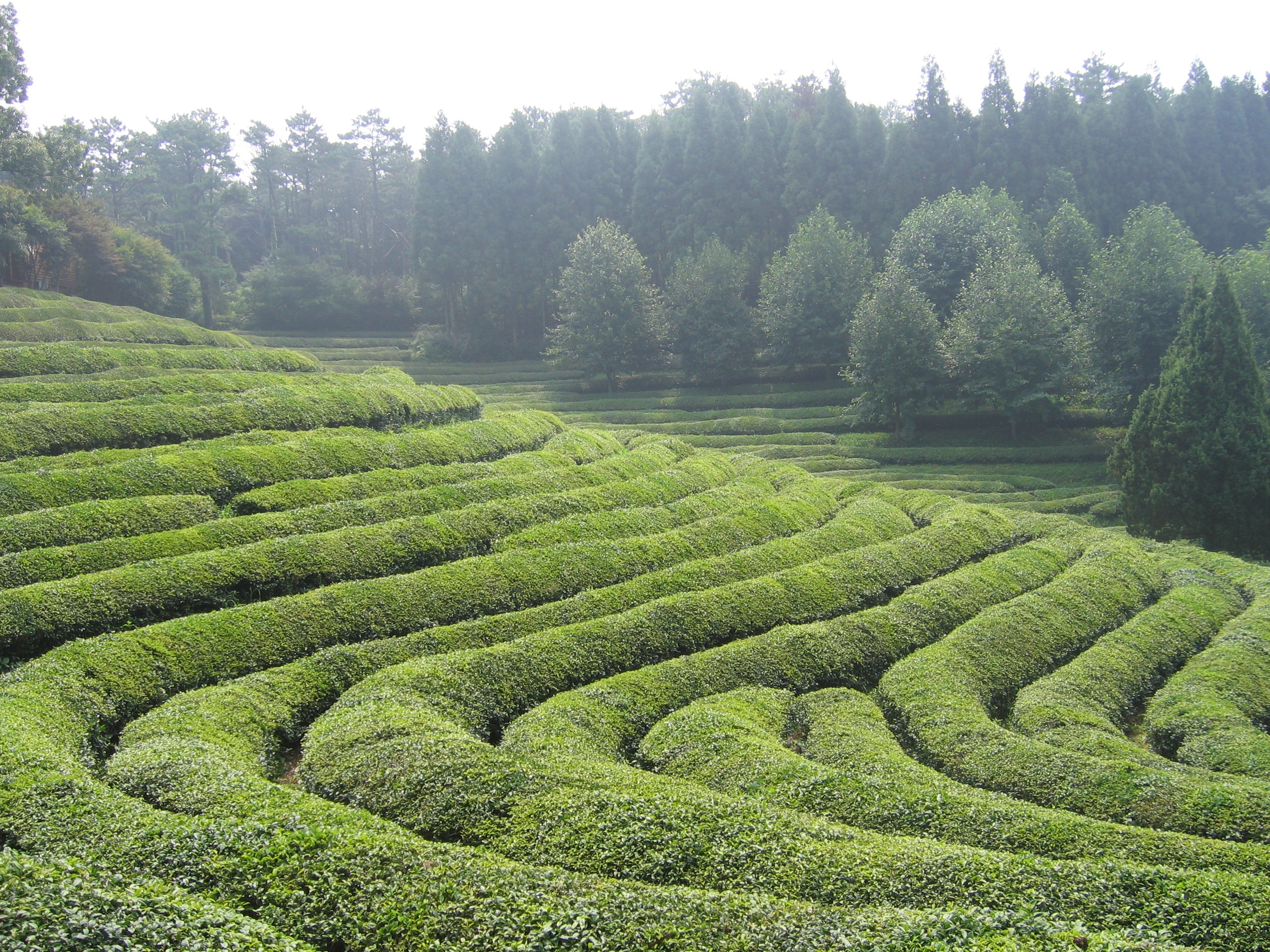 Boseong Tea Green Plantation free image download