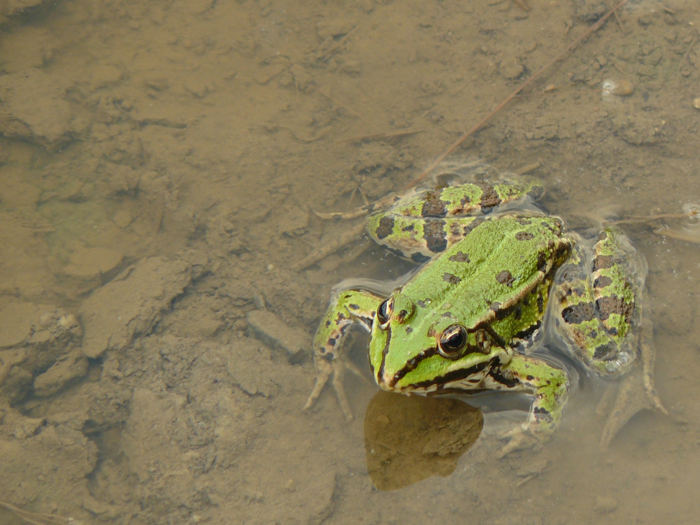 Frog Watch Expectations free image download