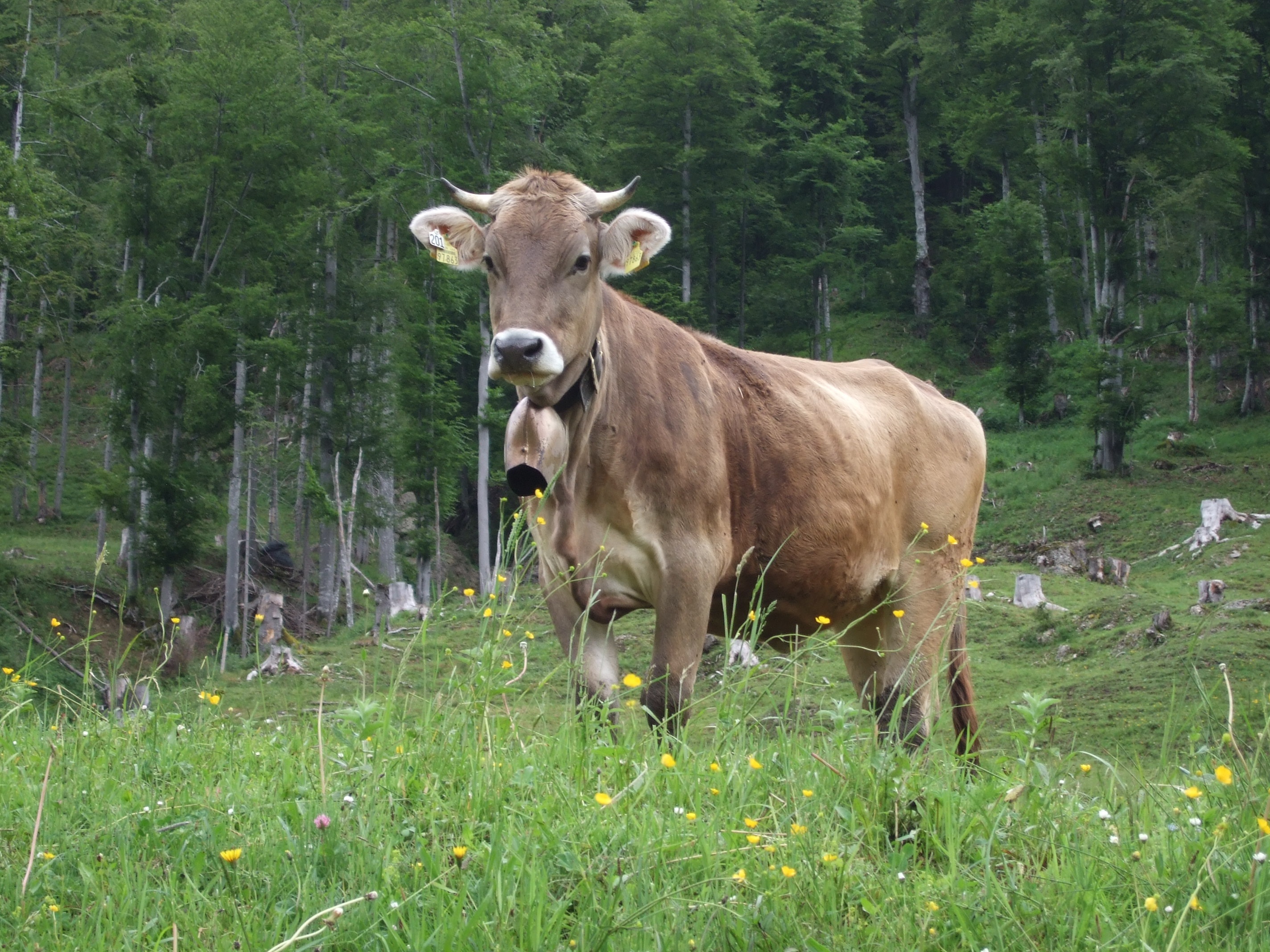 Cow Allgäu free image download