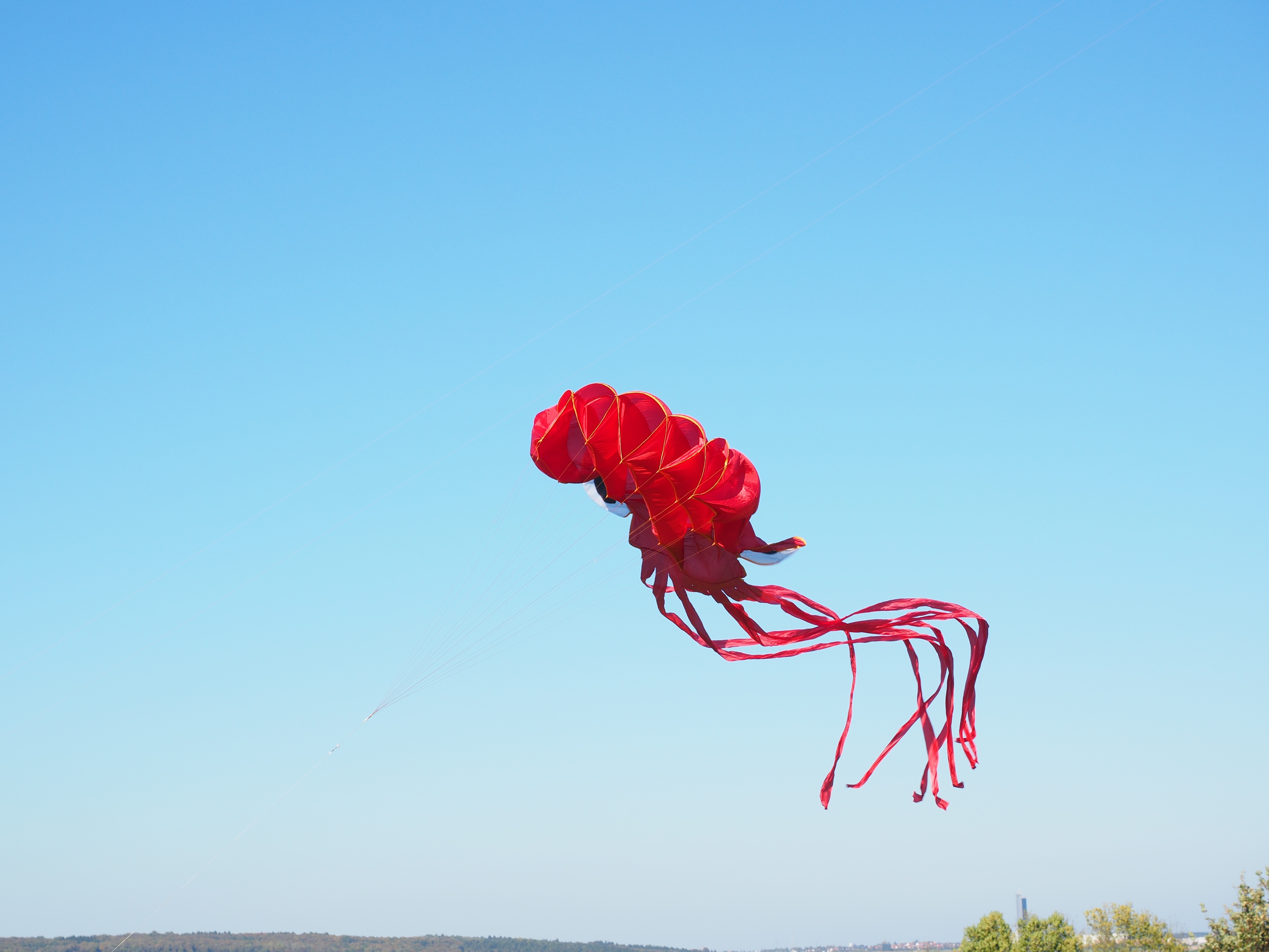 Dragons Octopus Squid free image download