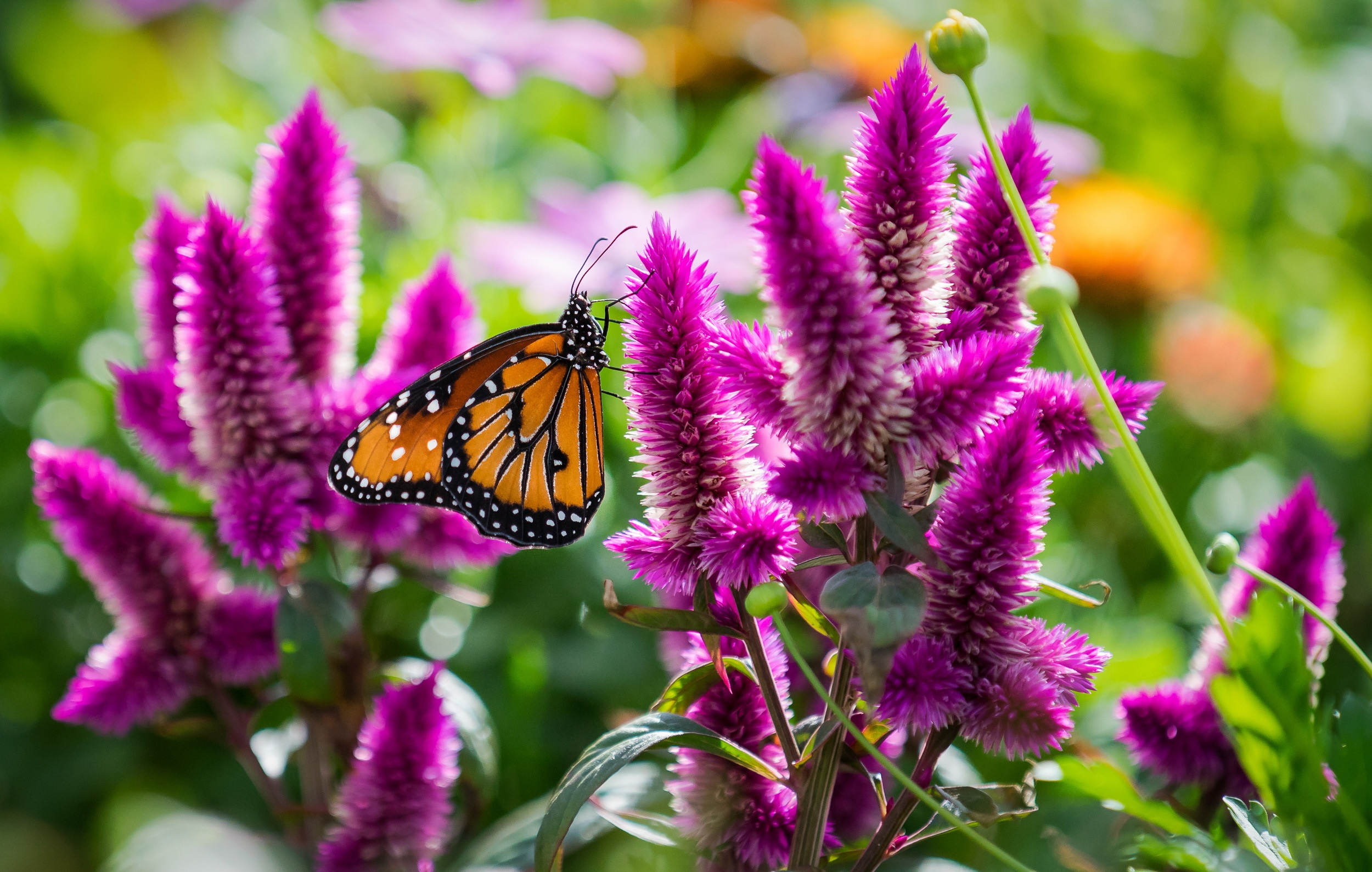 Butterfly on Summer Flowers in park free image download