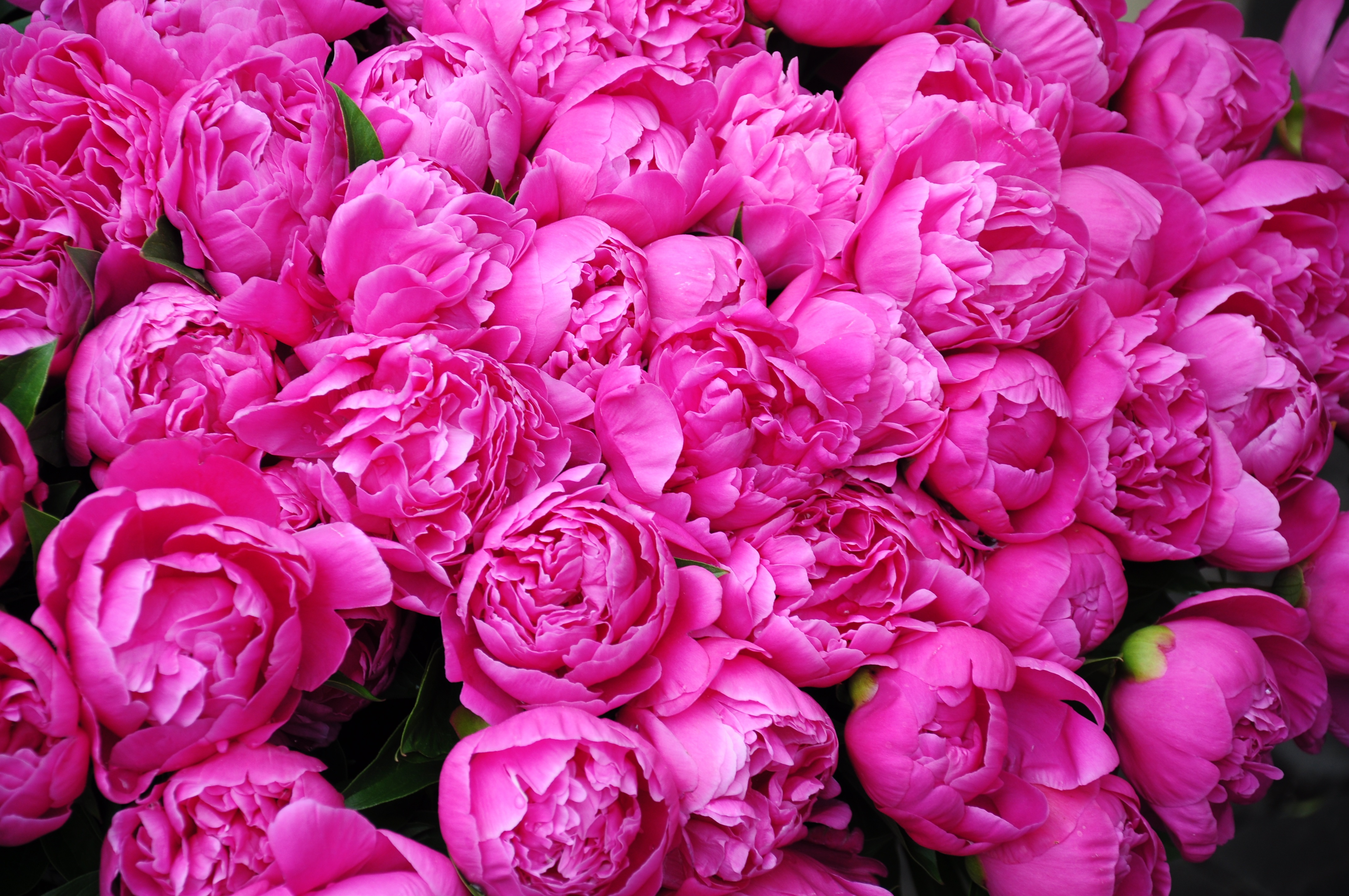 Peonies Rome Market Campo Dei free image download