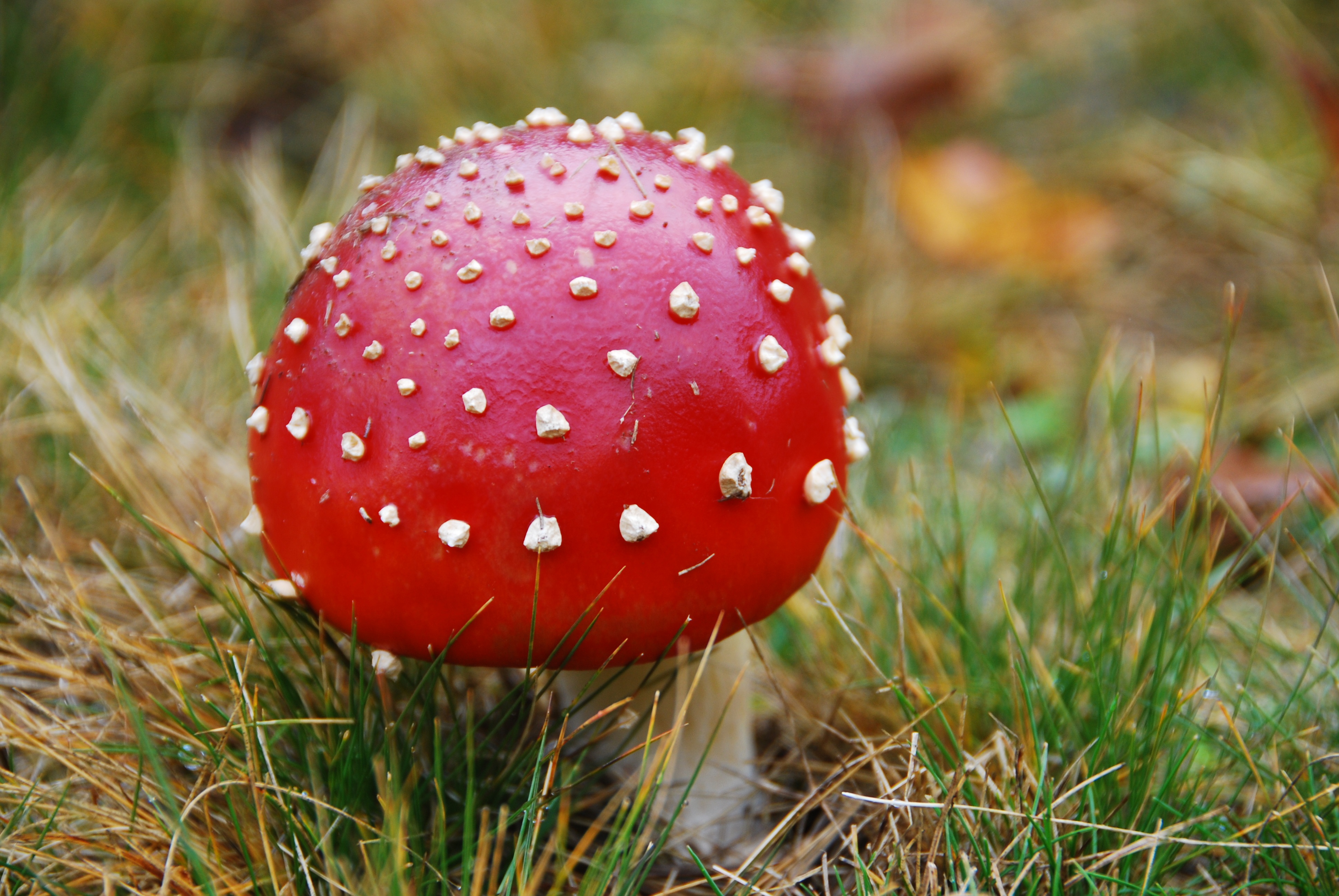 Fungus Red free image download
