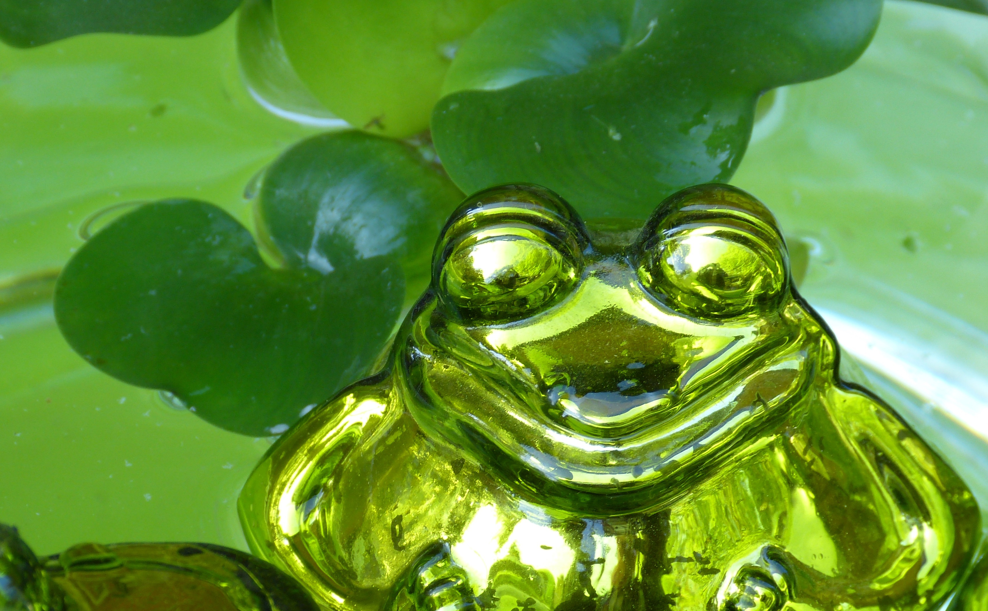 Frog Green Water free image download