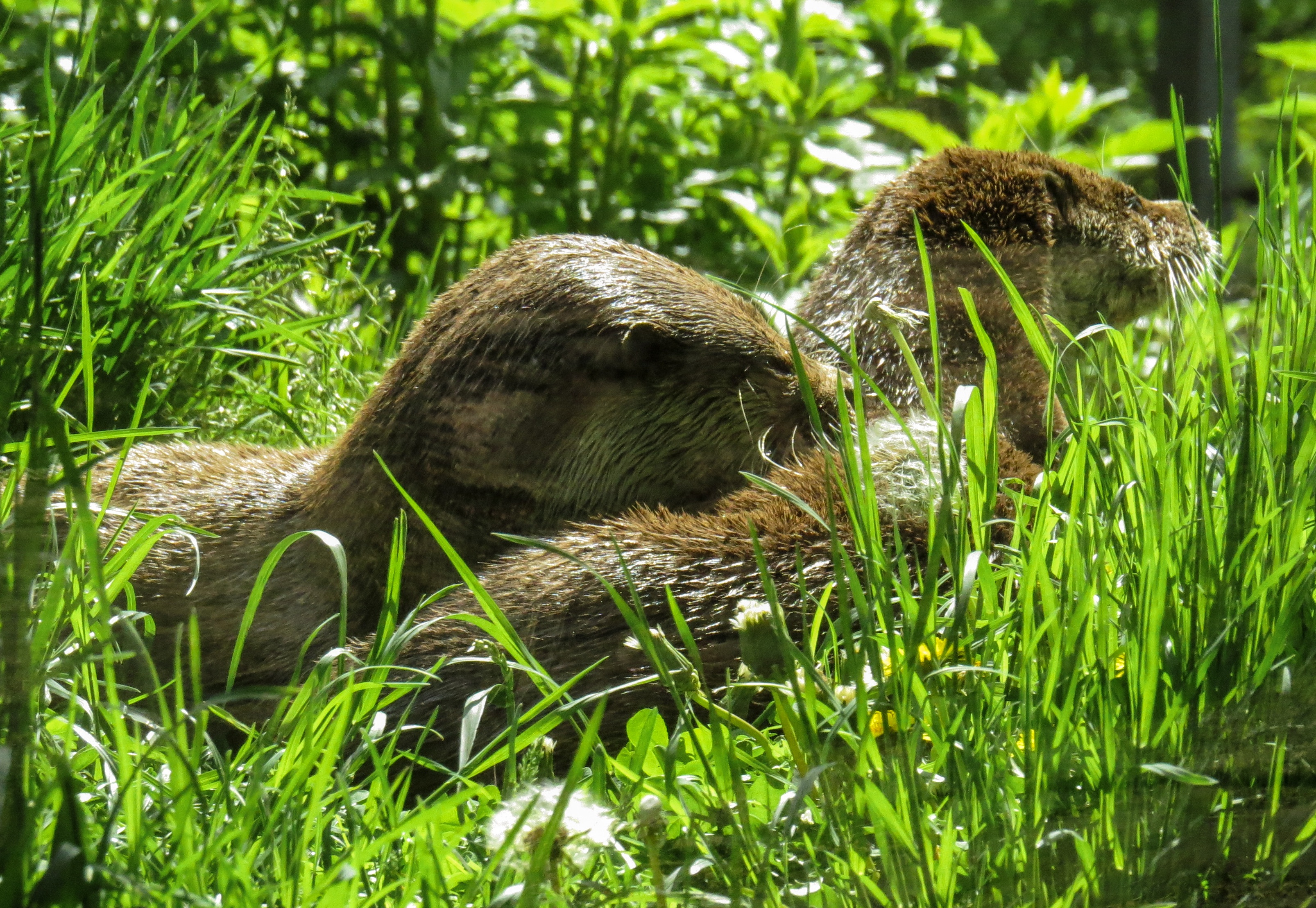 Otter Water Hunt free image download