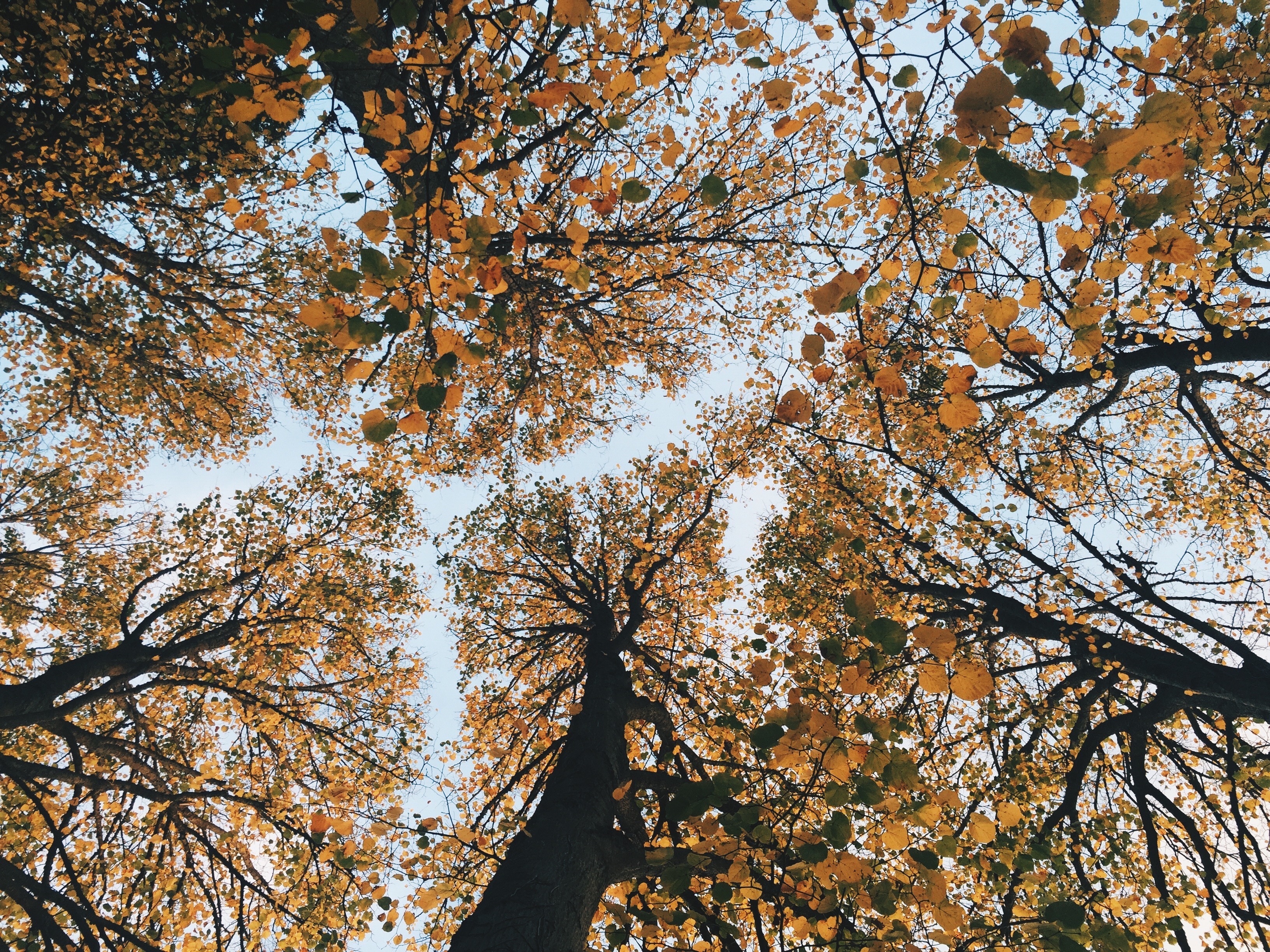 Fall Autumn Trees looking up photo free image download