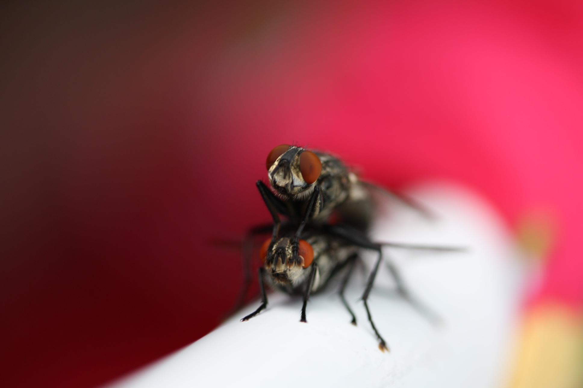 Fly Lovers free image download