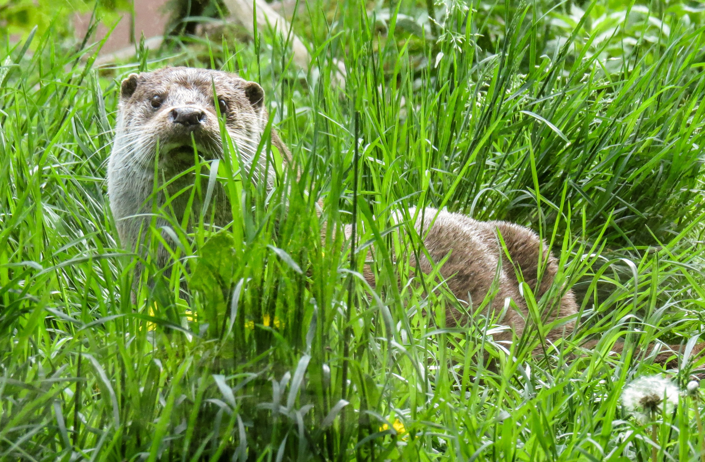 Otter Water Hunt free image download