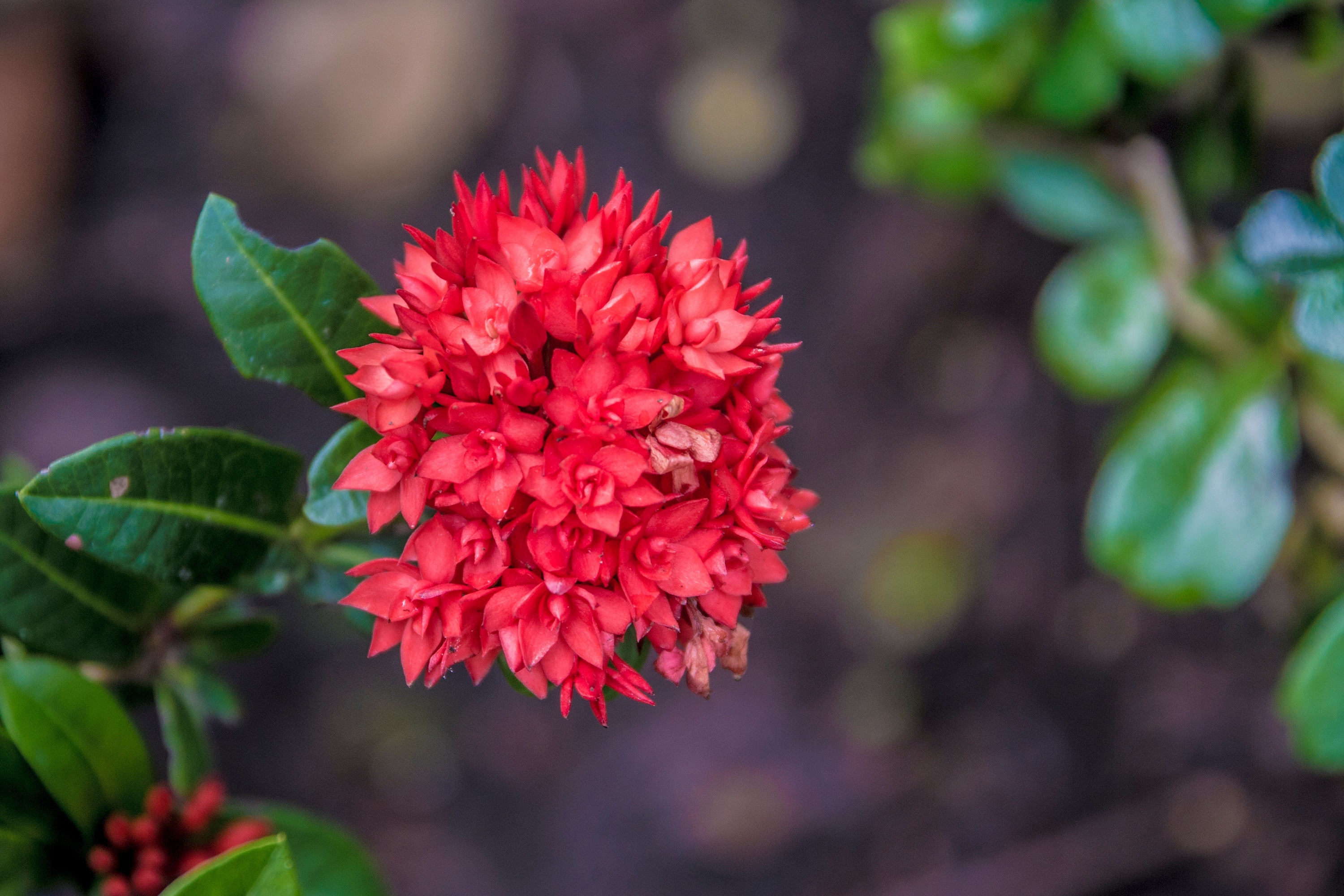 Needle Flower Pin Red free image download
