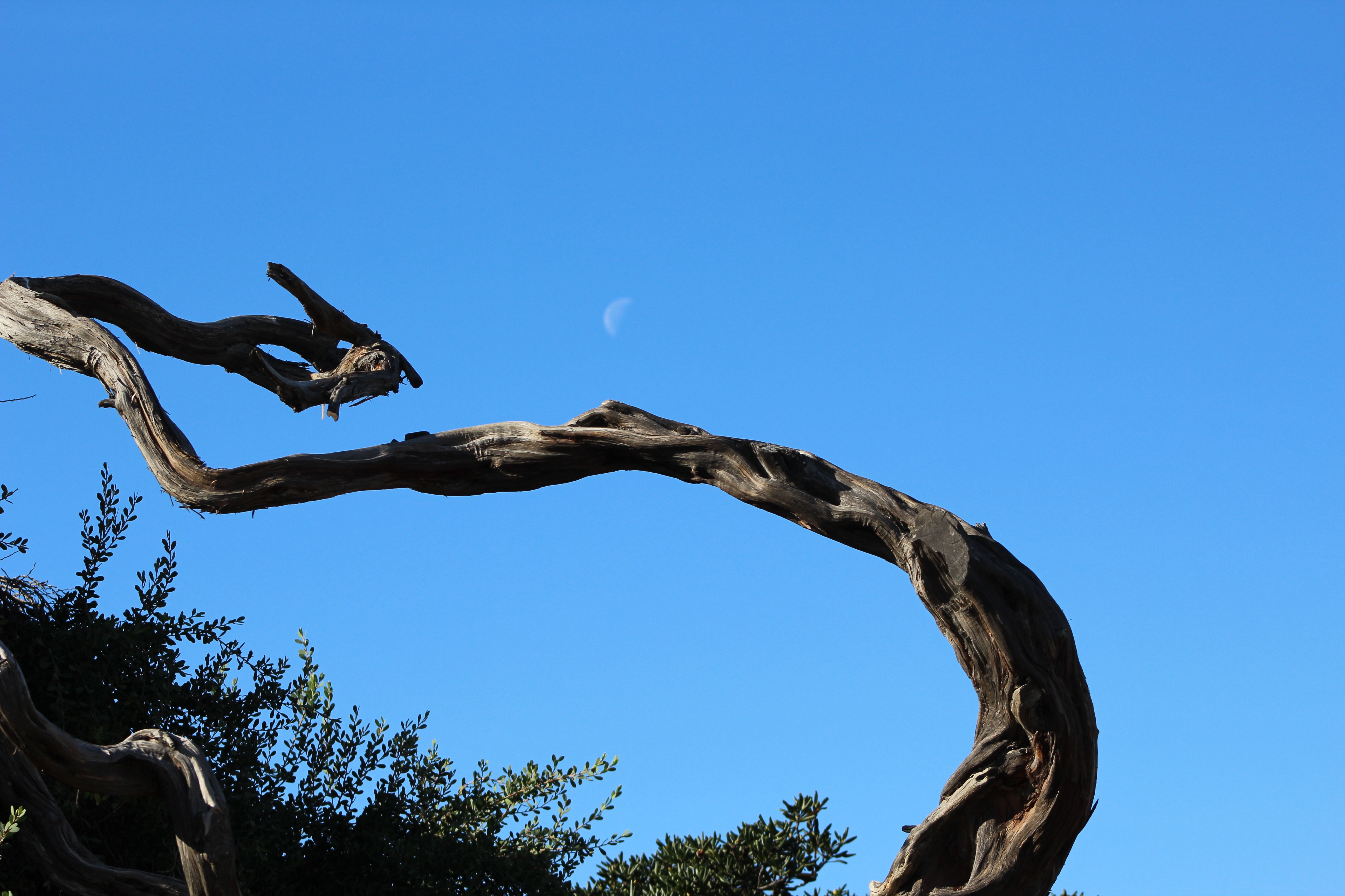 Moon Tree Sky free image download