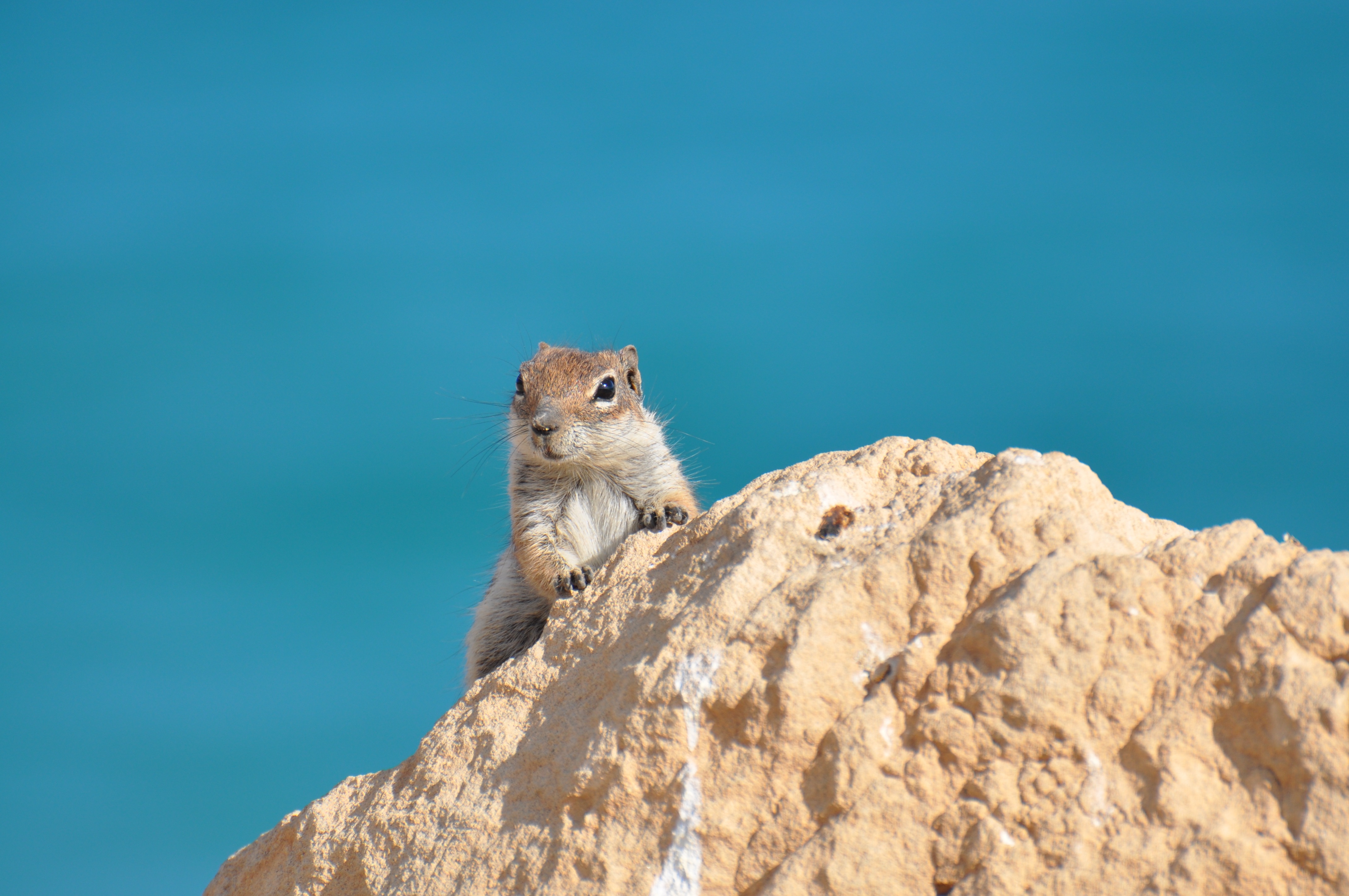 Squirrel Cliff Stone free image download