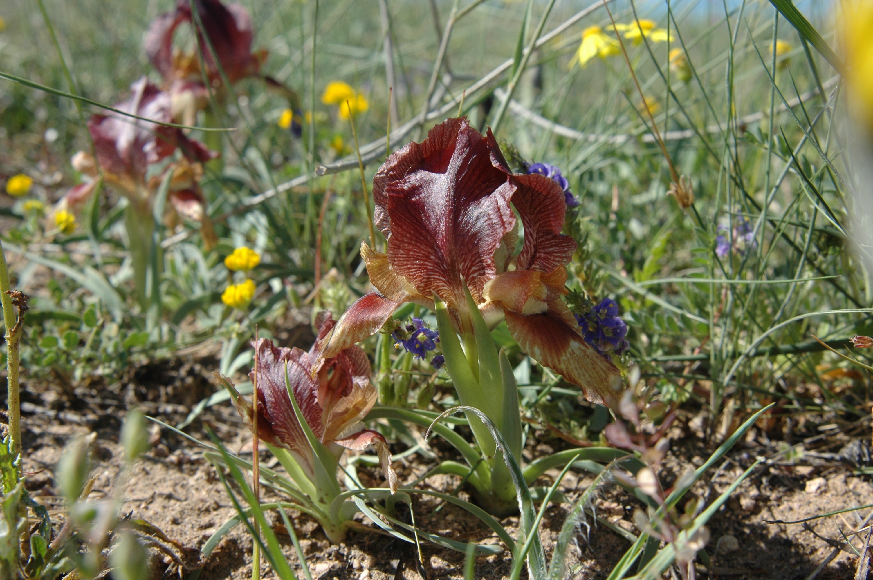 Wild Iris Three colors free image download