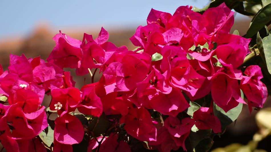 Spring Red Flower free image download