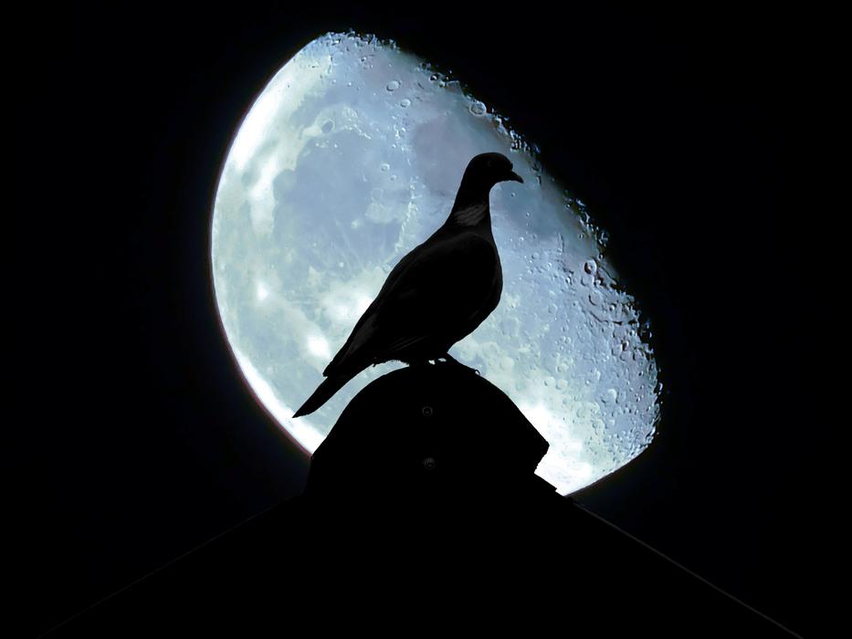 Dove Moon Night free image download