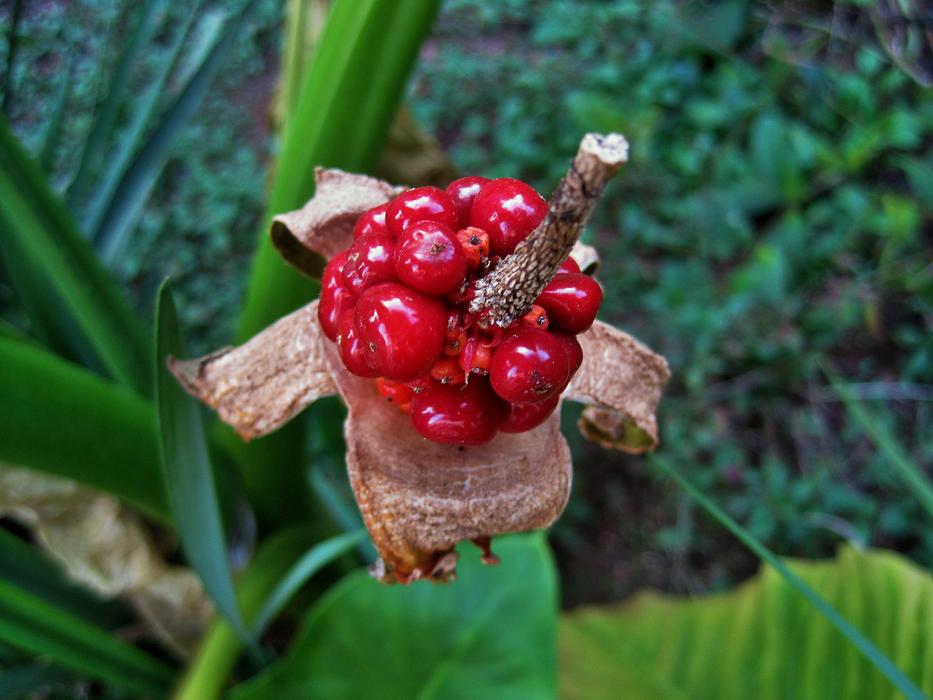 Elephant Ear Seeds free image download