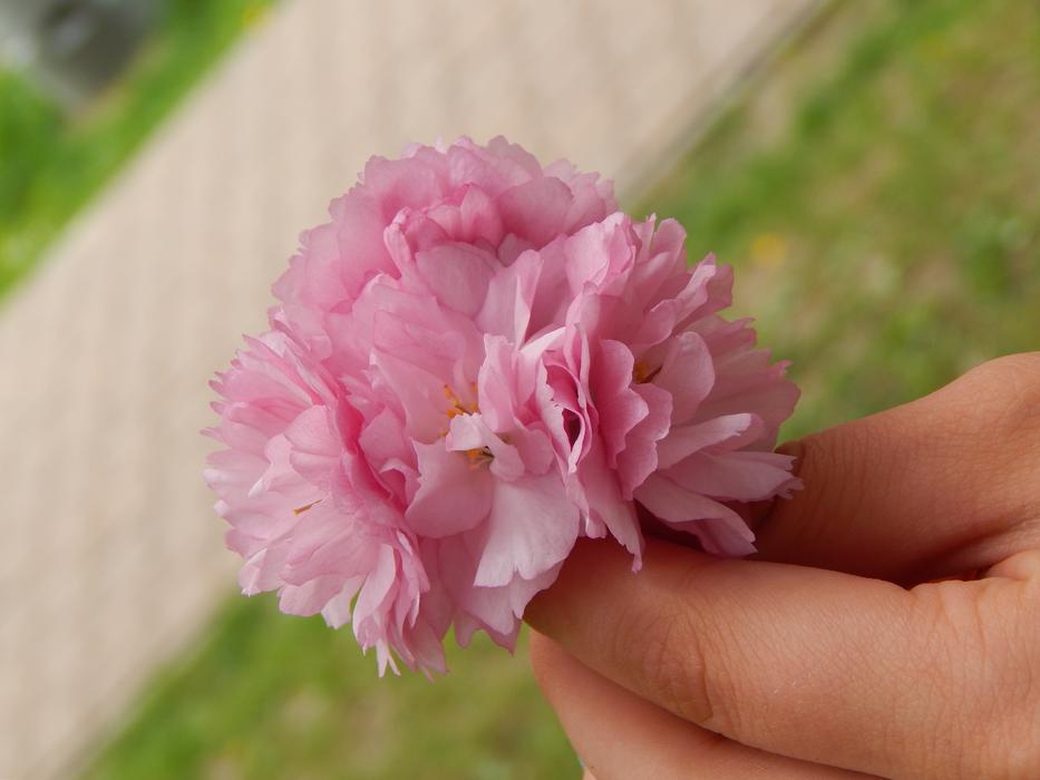 Hand Flowers Pink free image download