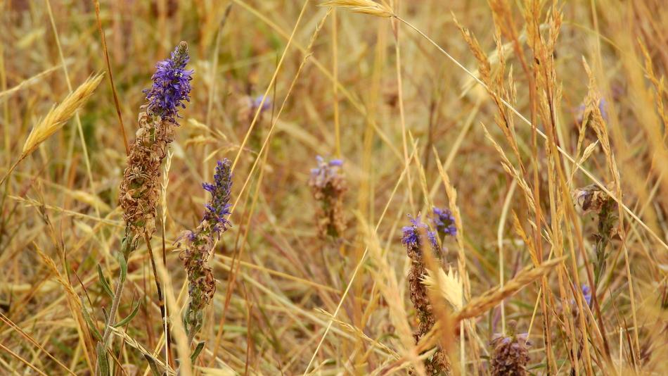 Dry Meadow Grass flowers free image download