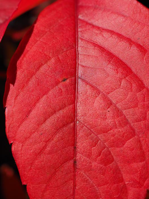 Red leaf in closeup free image download