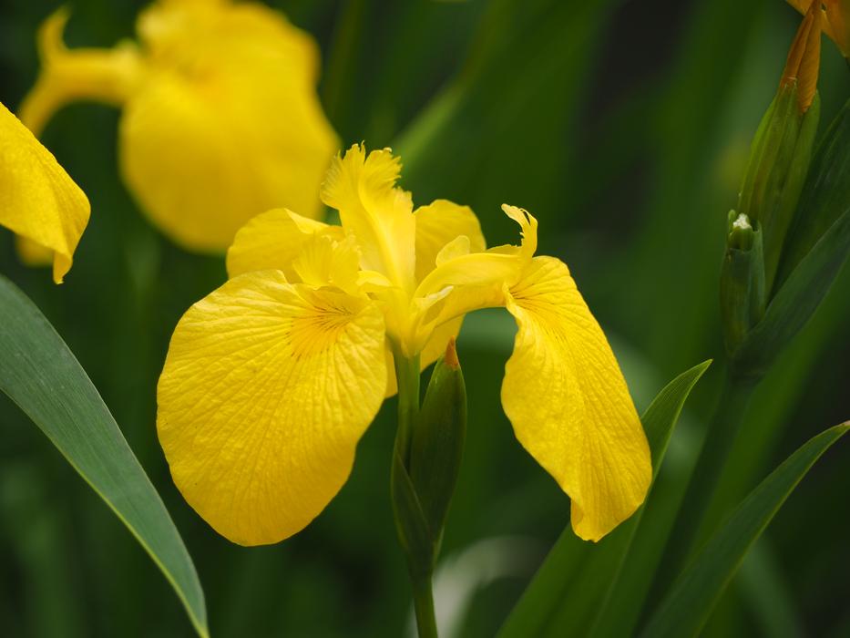 Yellow Iris macro free image download