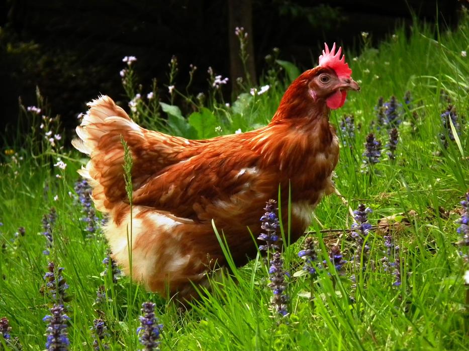 Chicken Grass Free Range free image download