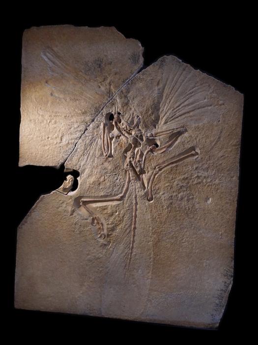 Fossilized skeleton free image download
