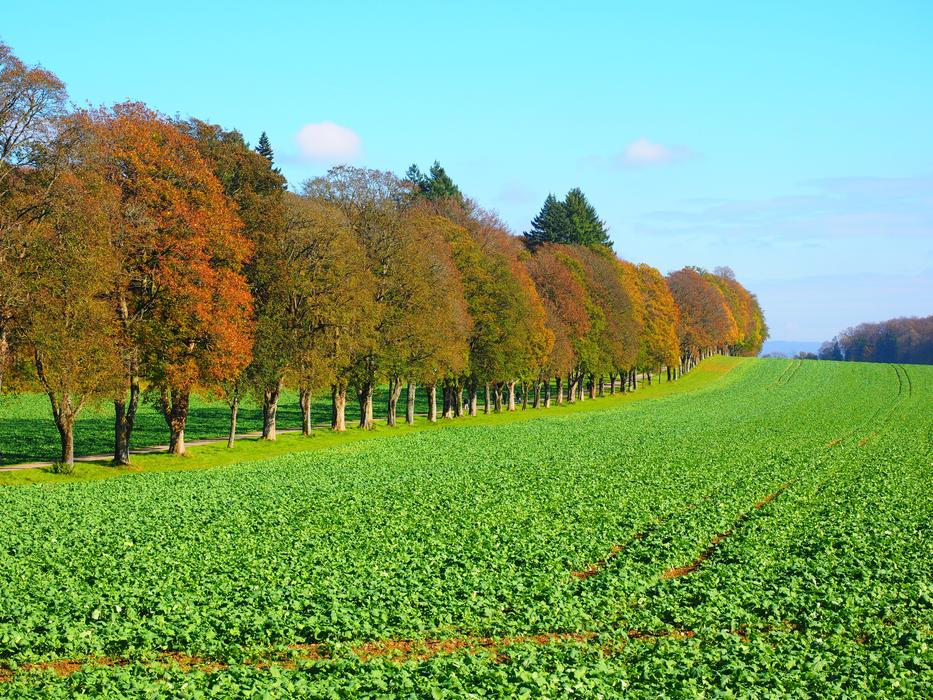 Avenue Field Arable free image download