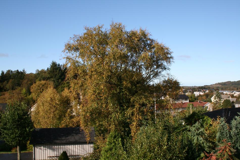 Big tree in the village free image download