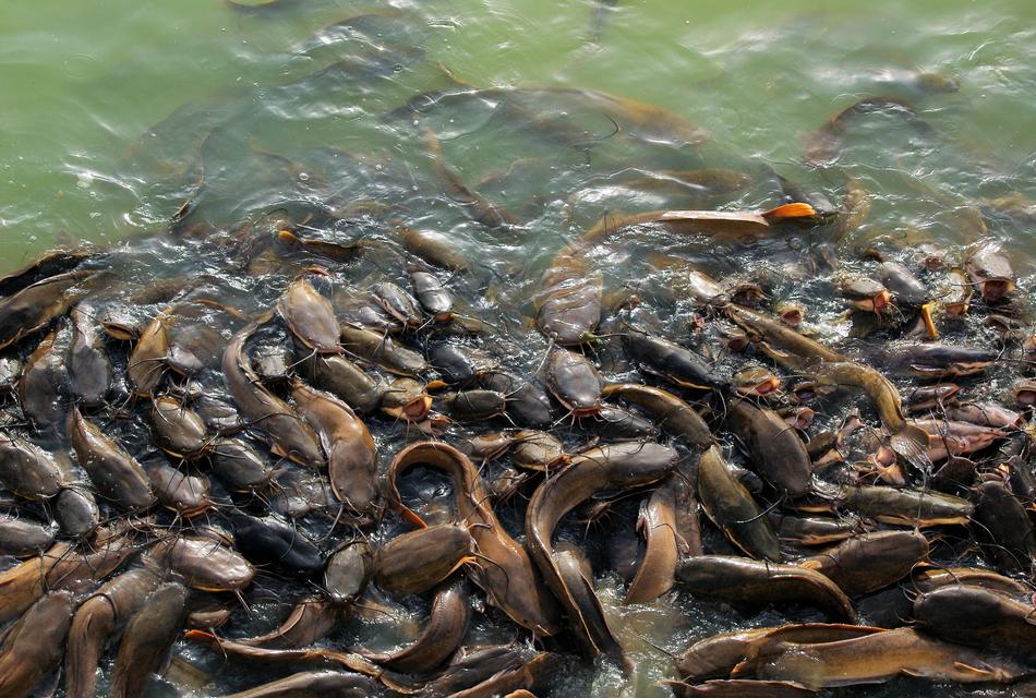 India Fish Catfish free image download