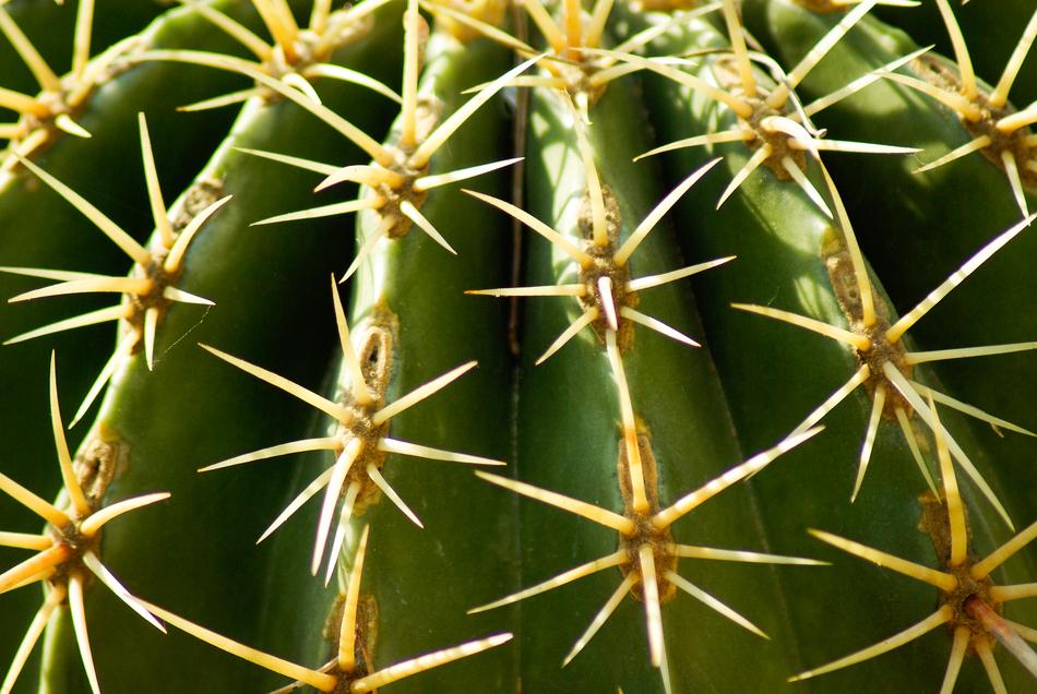 Close up of prickly cactus needles free image download