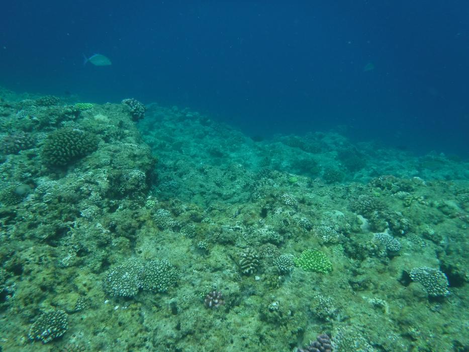 Coral Reefs in Okinawa free image download