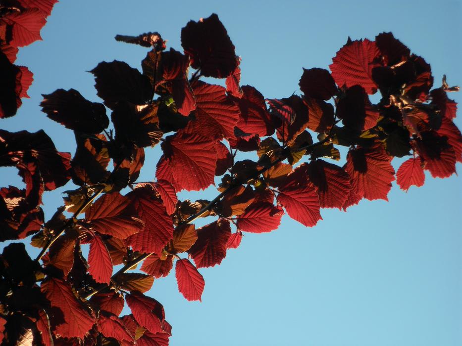 Hazel Leaves Red free image download