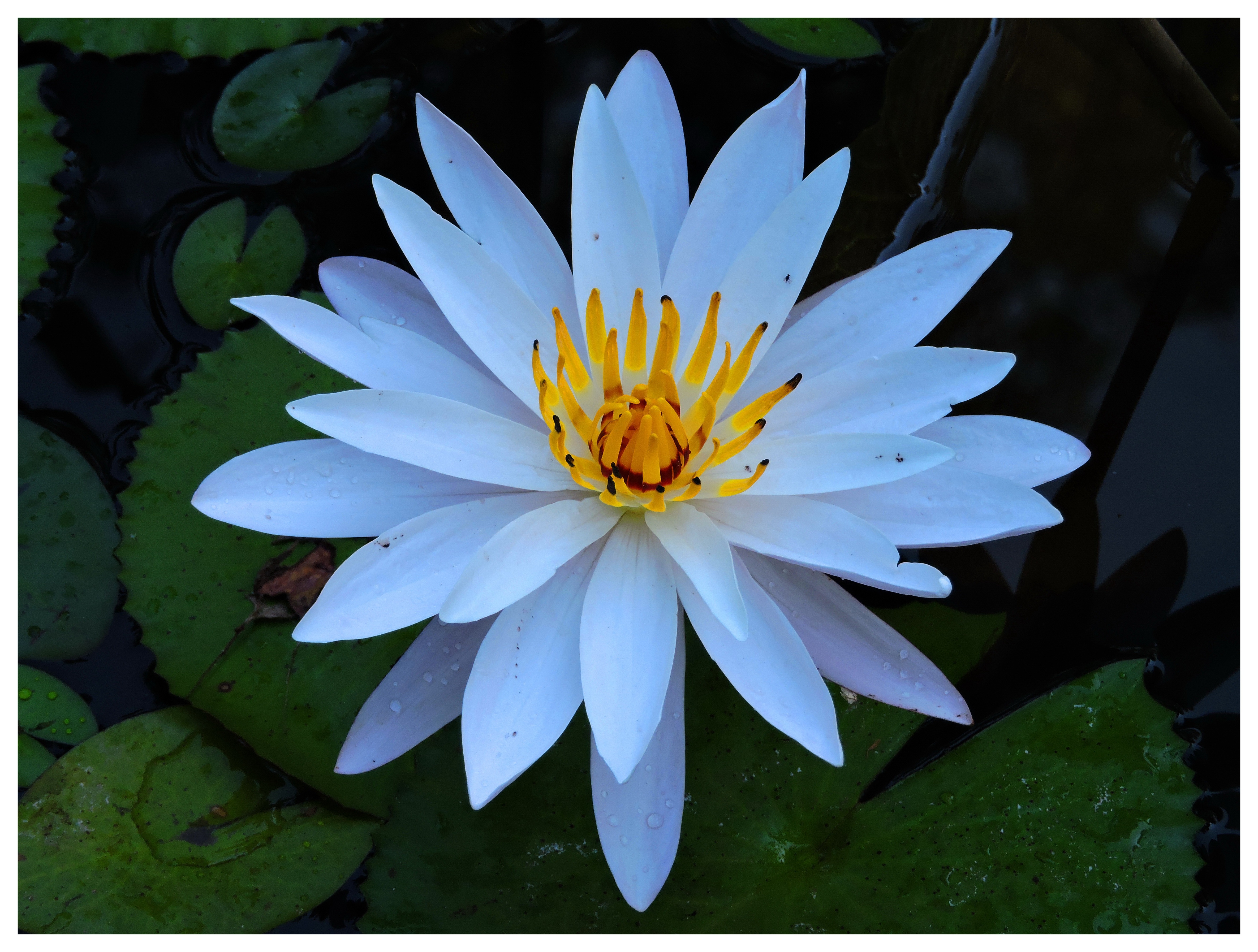 Bluwa Lewoleba Garden free image download