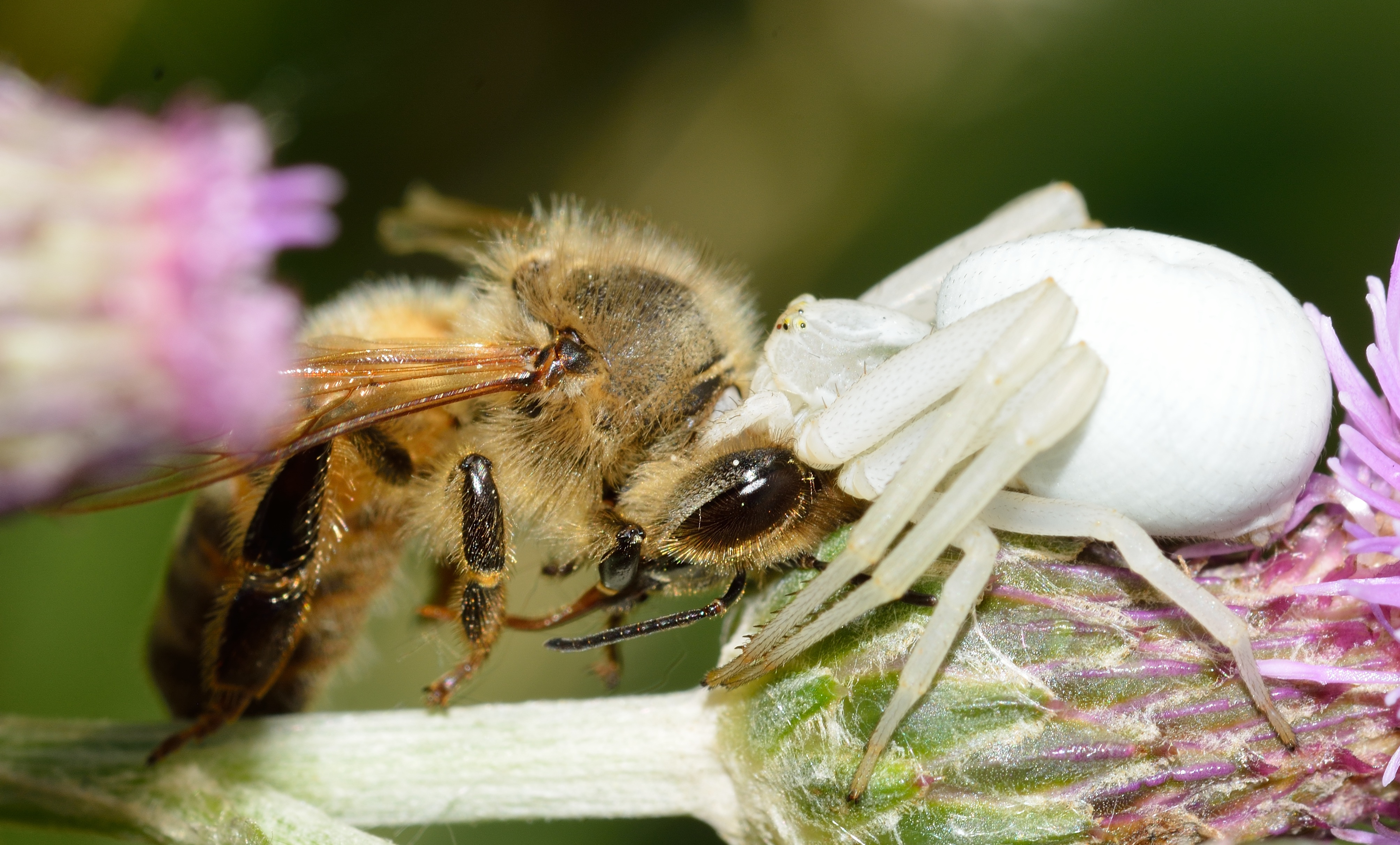 Araneae Thomisidae Misumena Vatia free image download