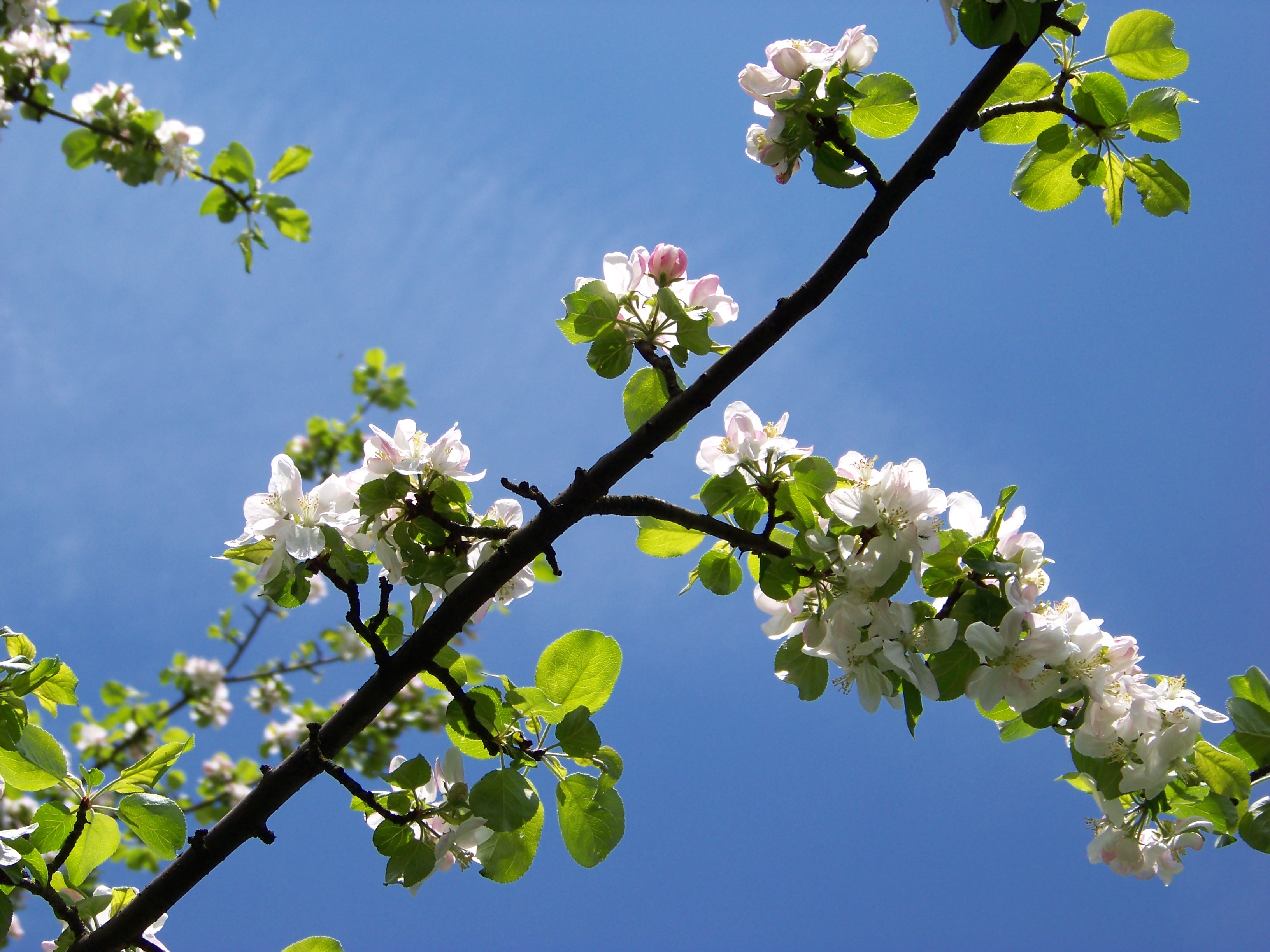 Flowers on tree branches free image download