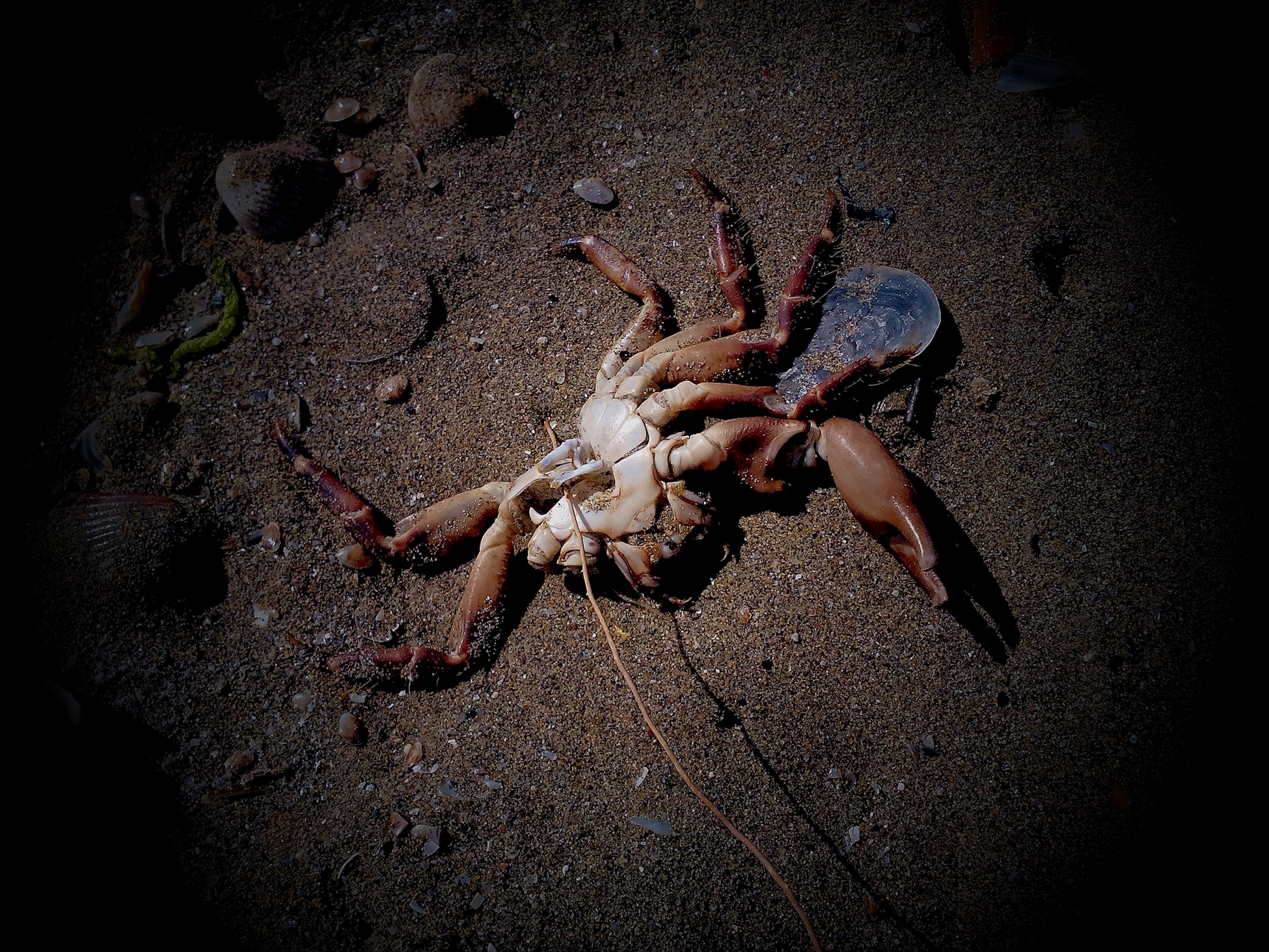 Crab at Sea Pollution free image download