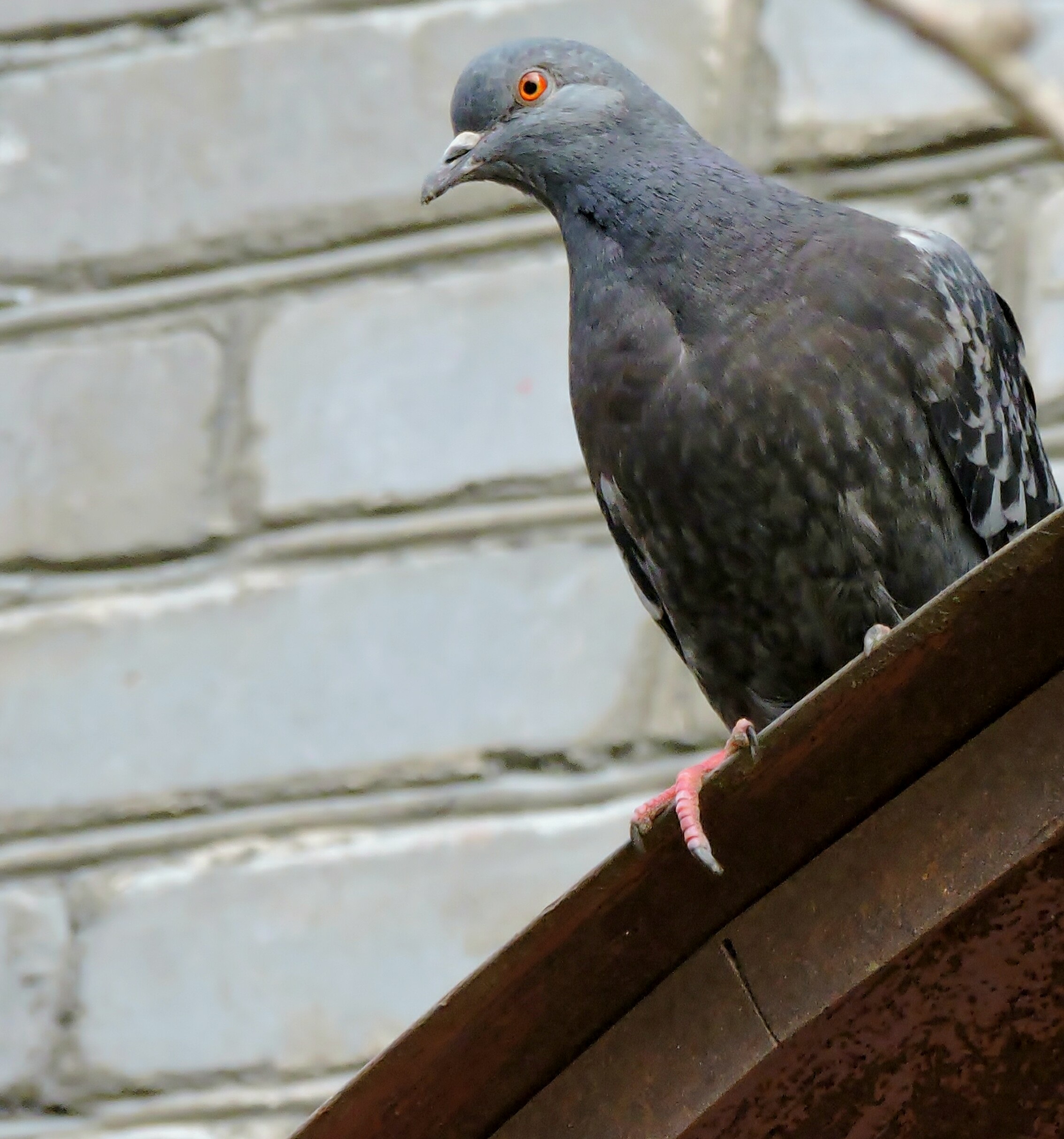 Dove Cornice free image download
