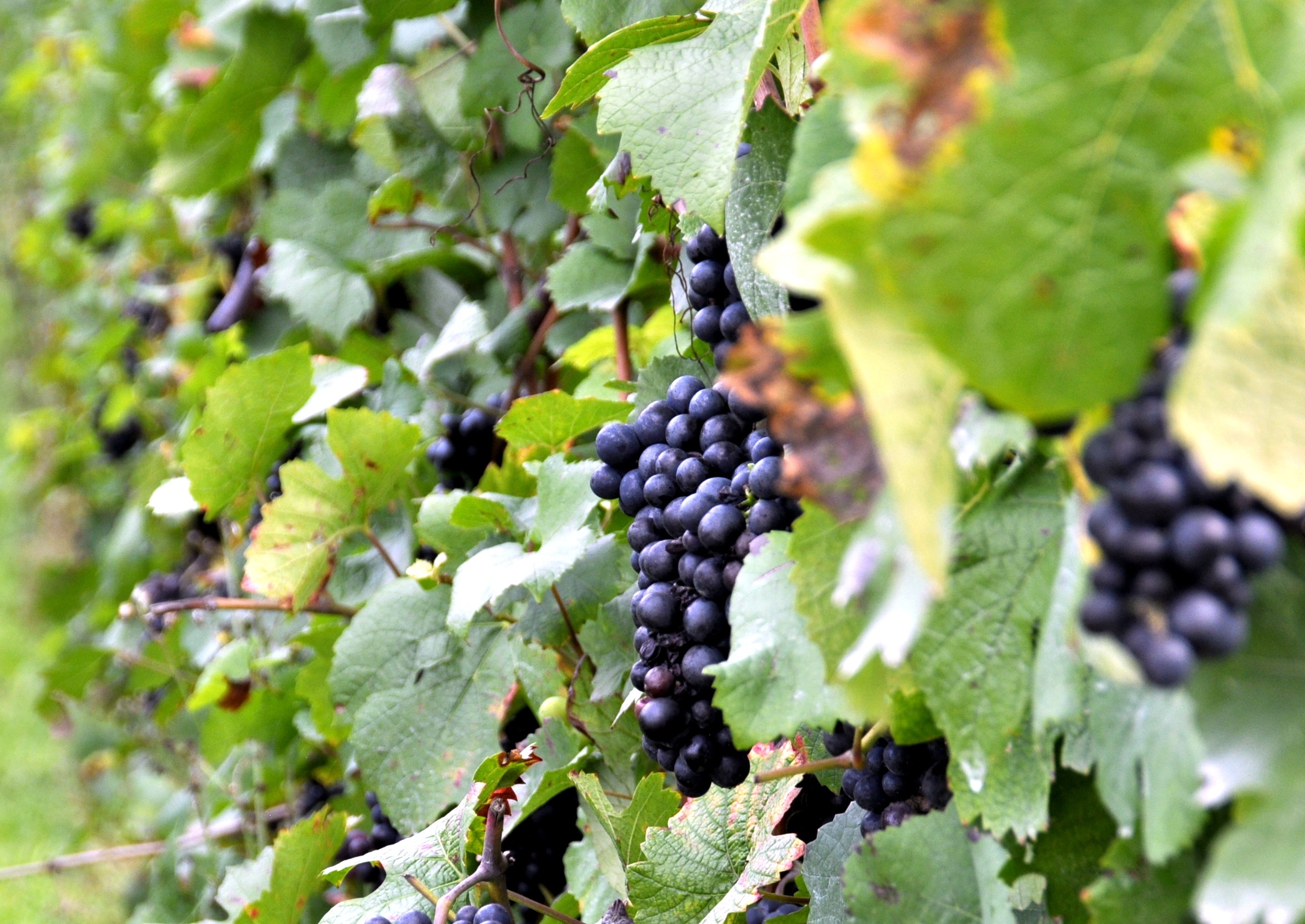 Autumn Grapes Vineyard growing free image download