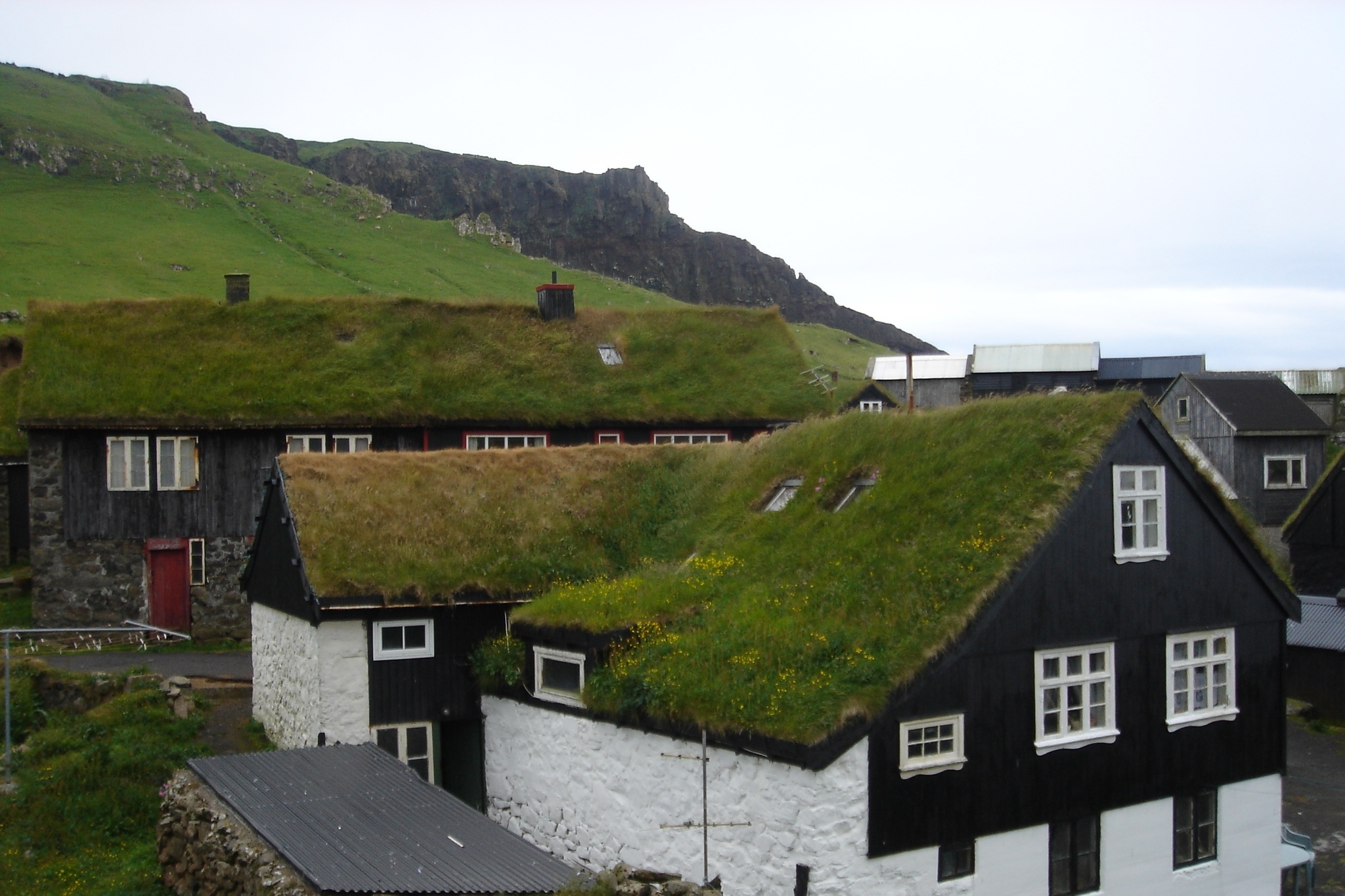 Moss covered roofs of houses free image download