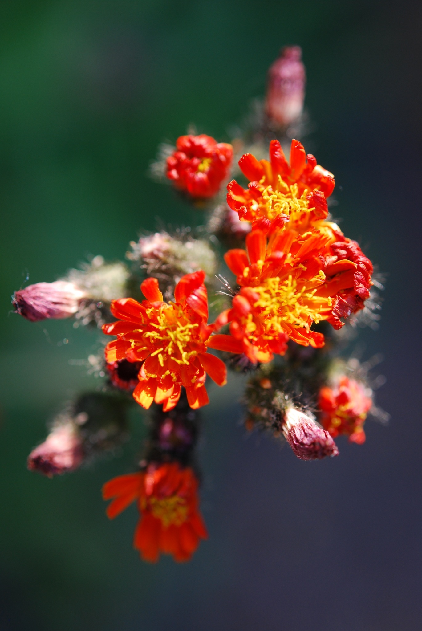 Close-up of the beautiful, orange, red and yellow asteracea flowers ...