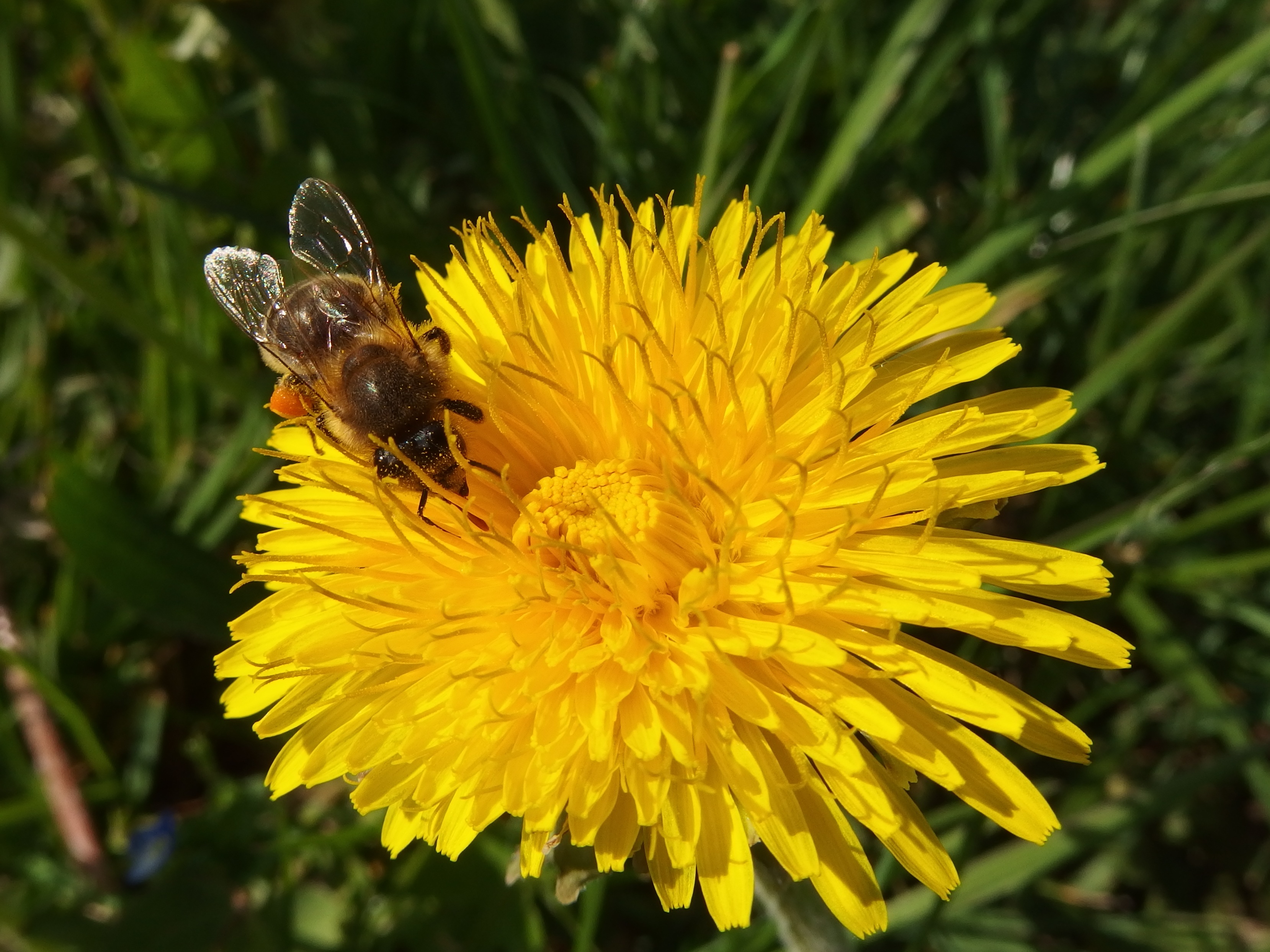 Bee Dandelion Pollen Yellow flower free image download