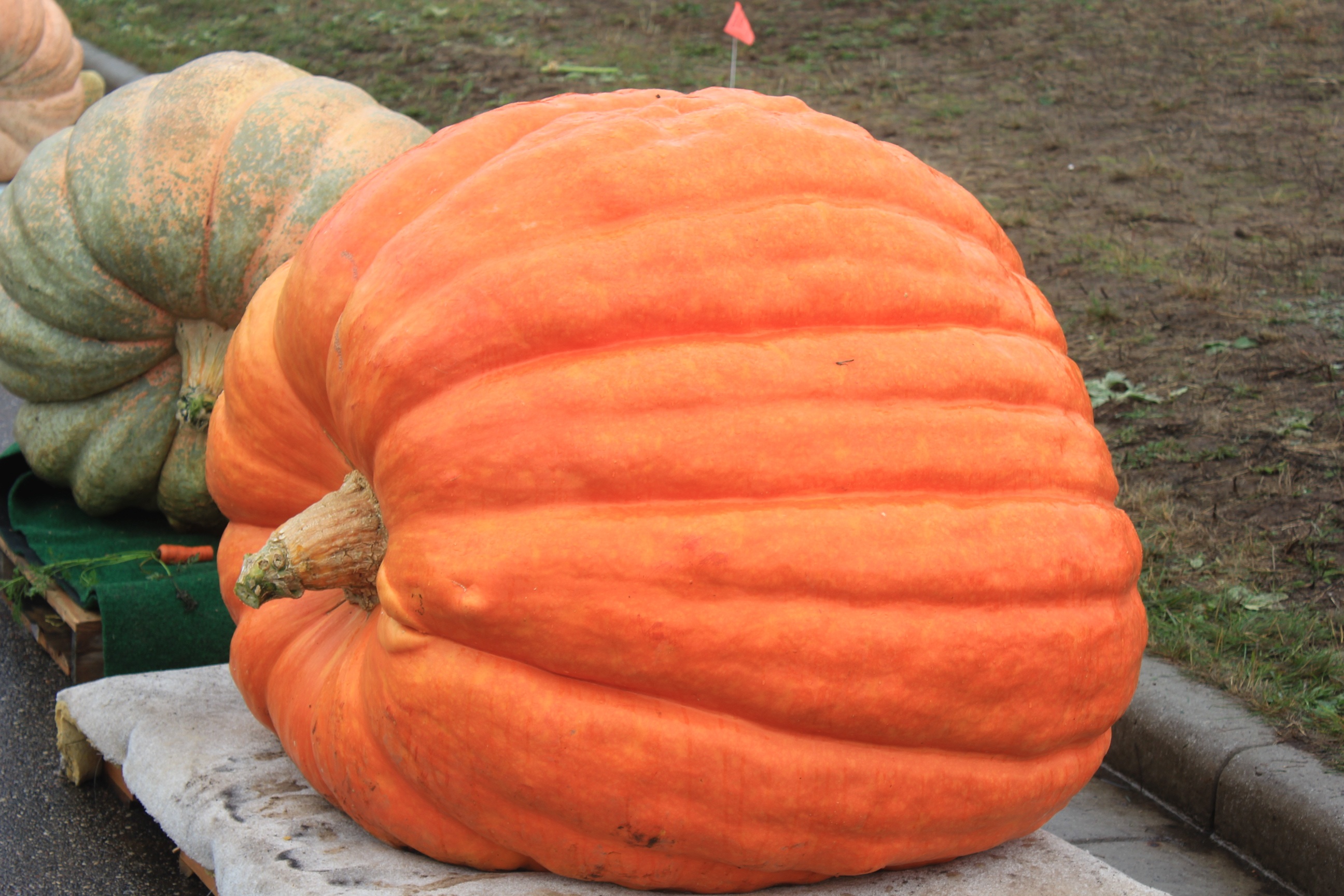 Pumpkin Huge Harvest free image download