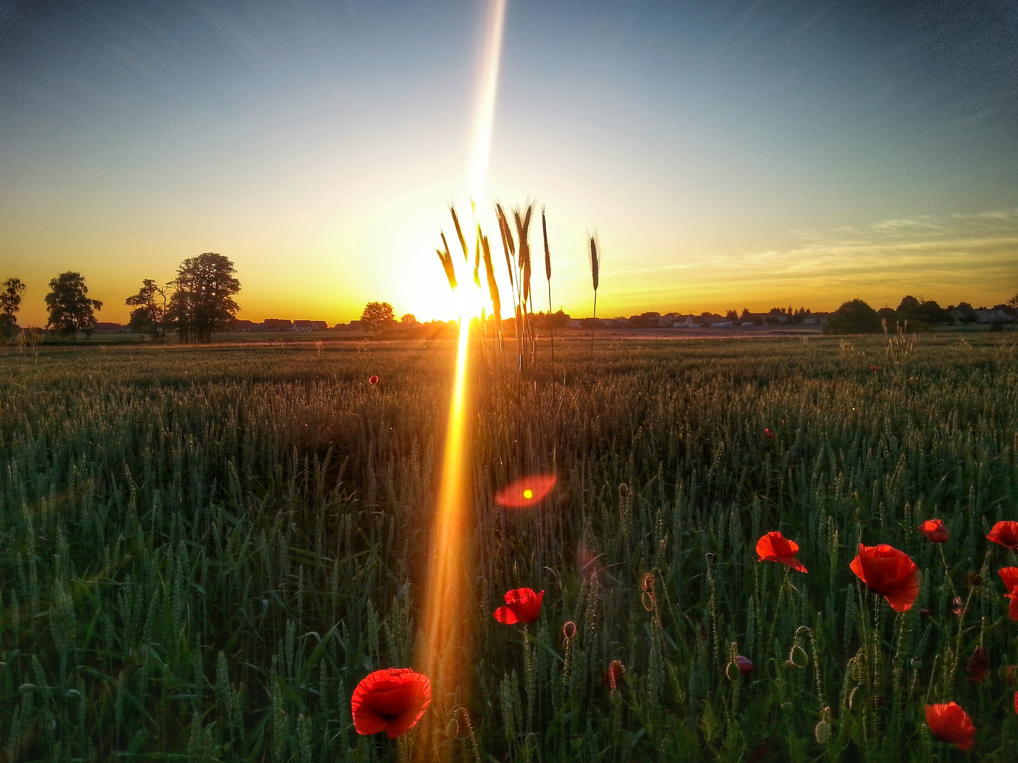Poppies Sun Meadow free image download