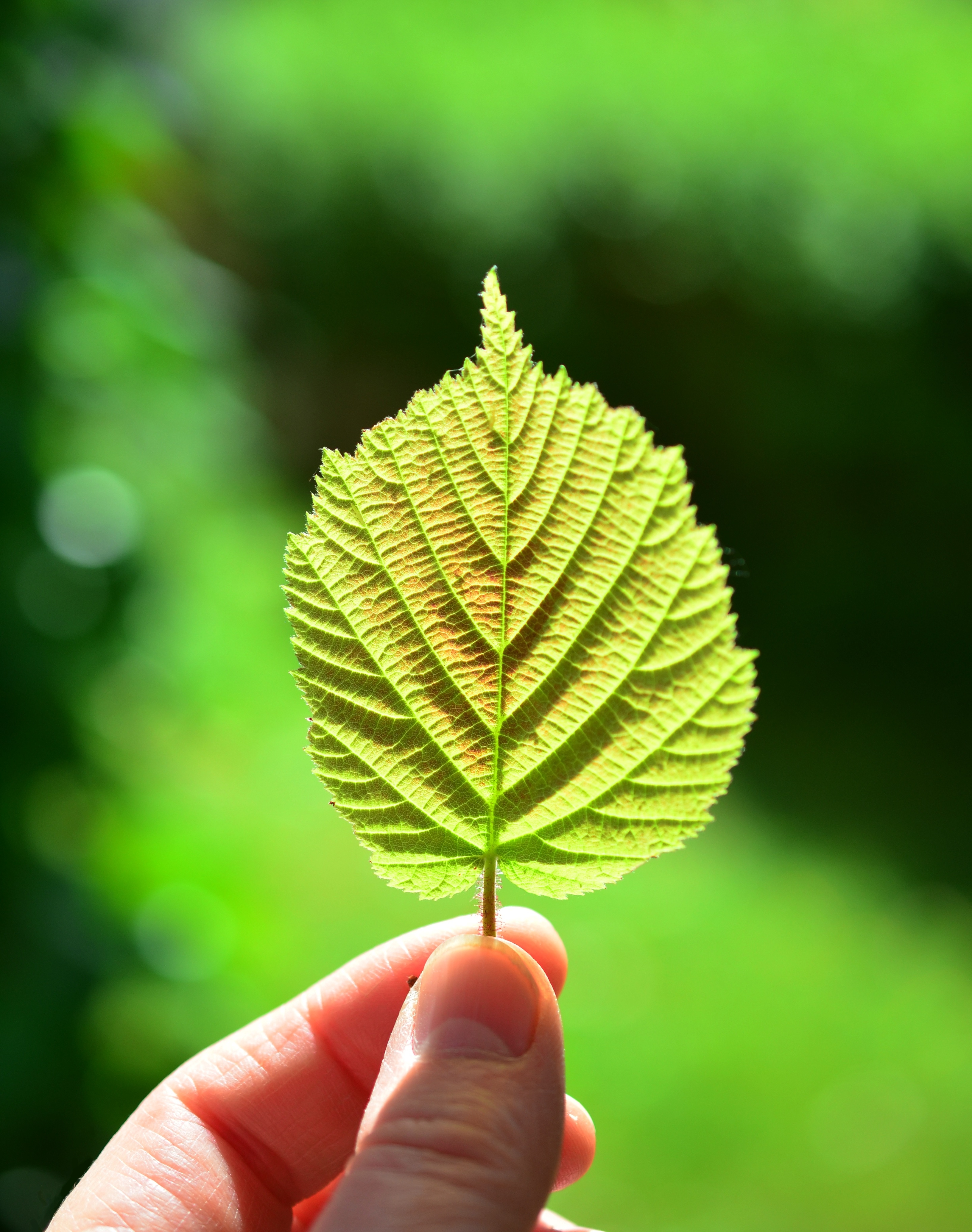 Leaves Common hazel free image download