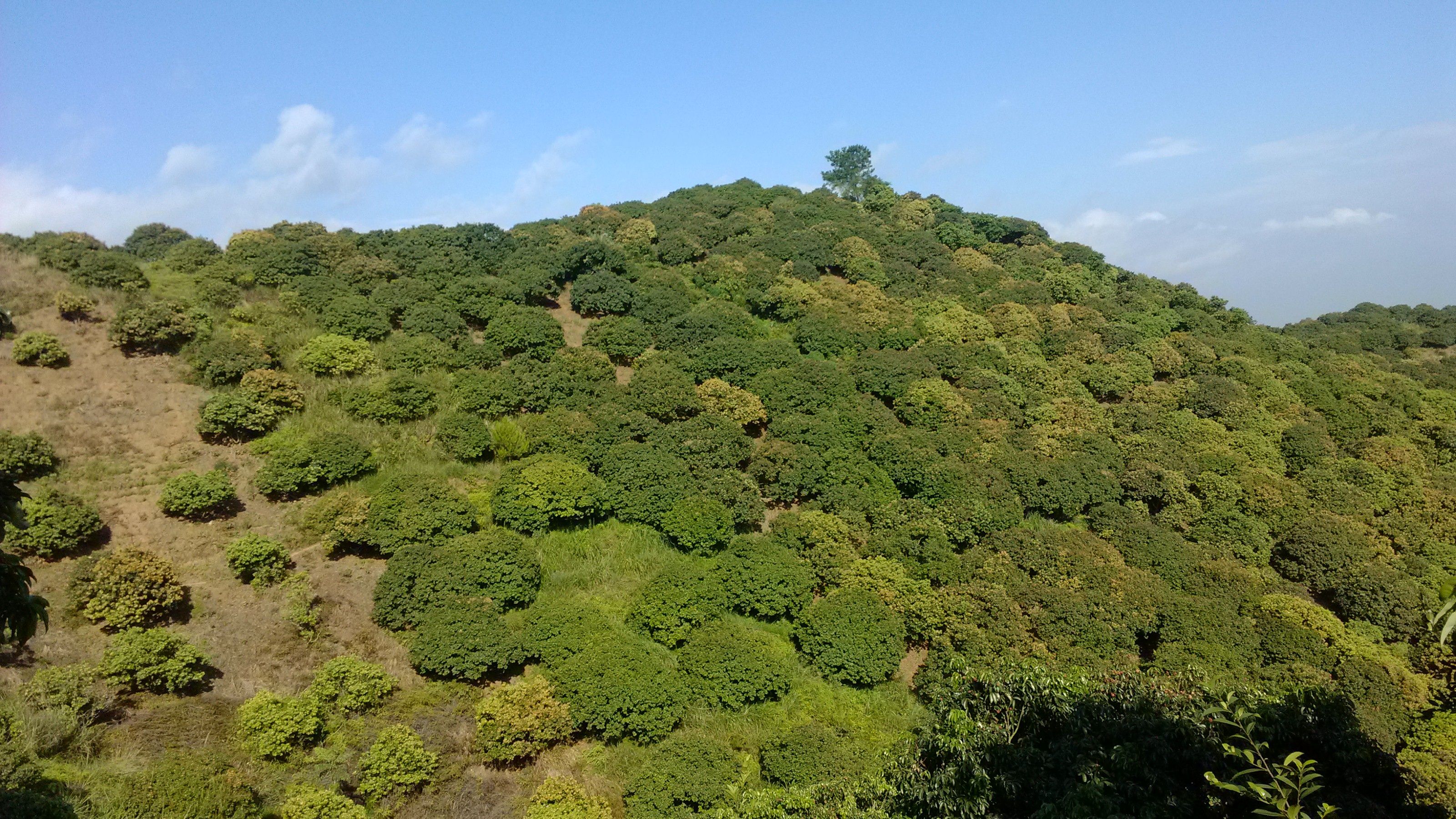 Green bushes on the hill free image download