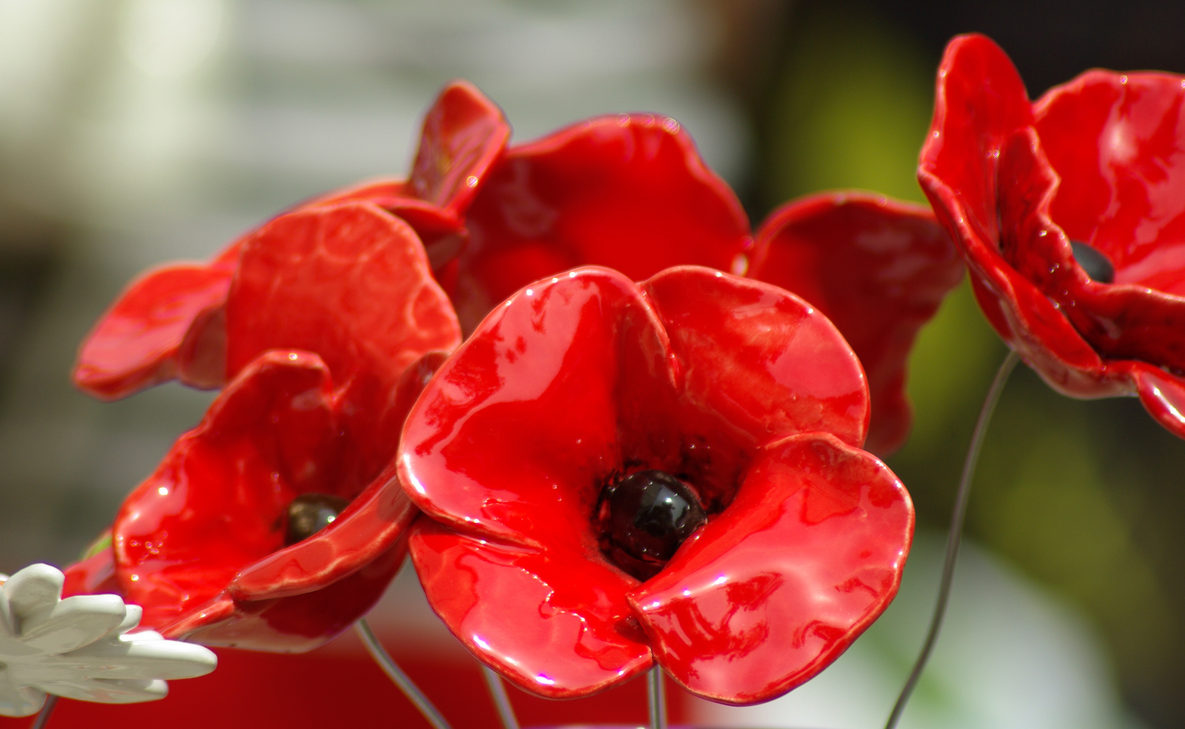 DIY red poppy free image download