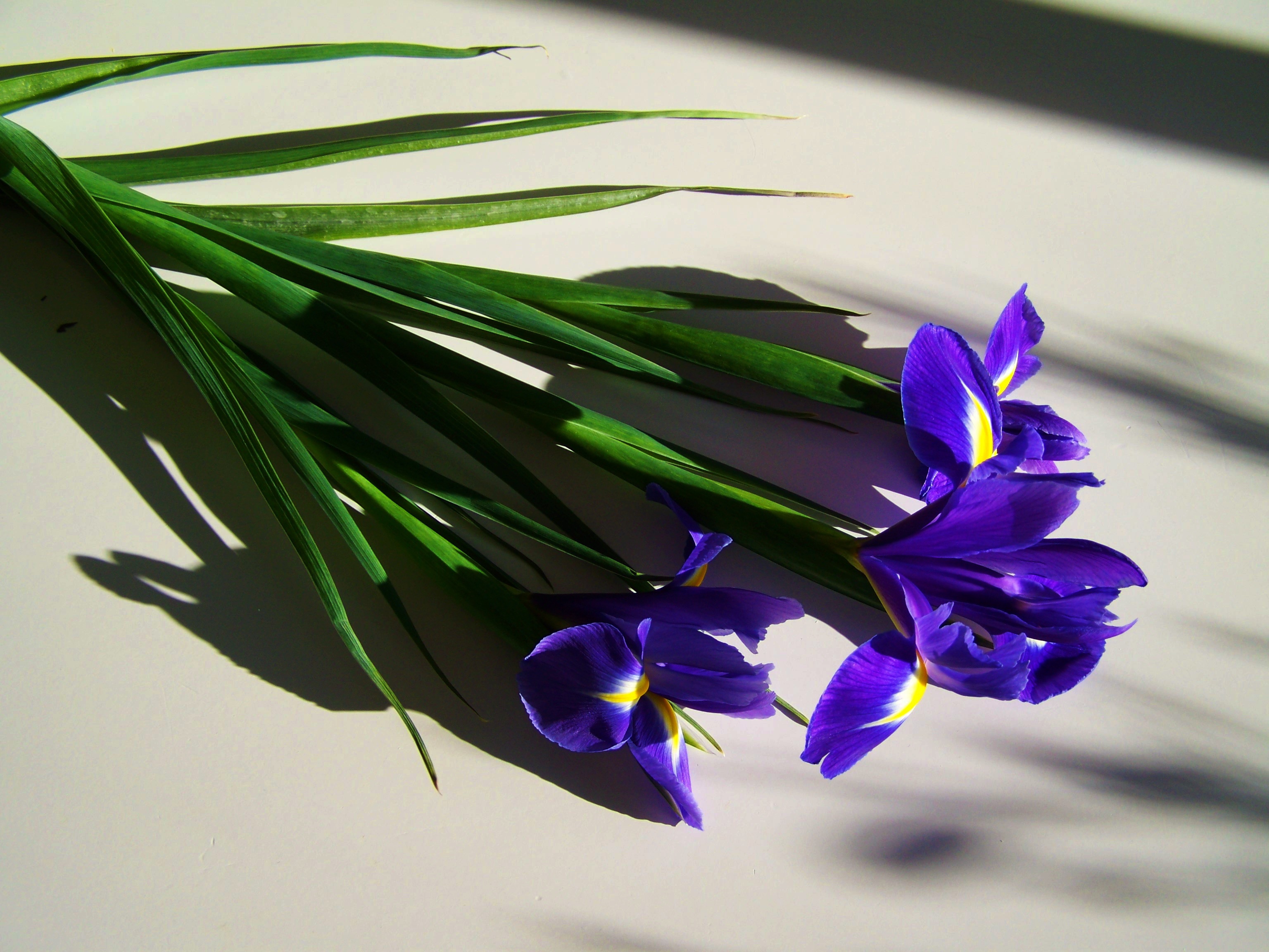 Blue Iris Cut Flower Light free image download