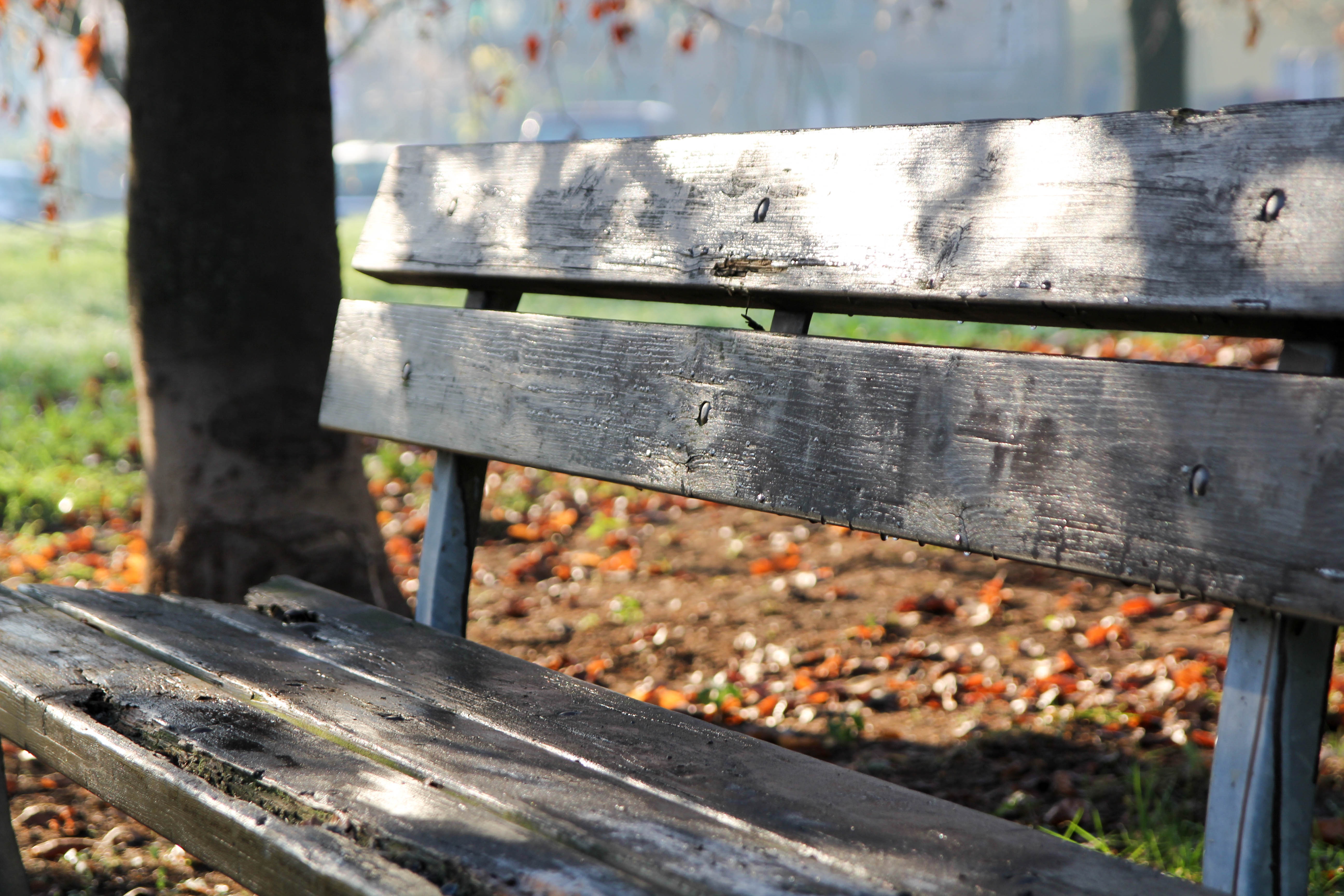Bench Wood Morning free image download