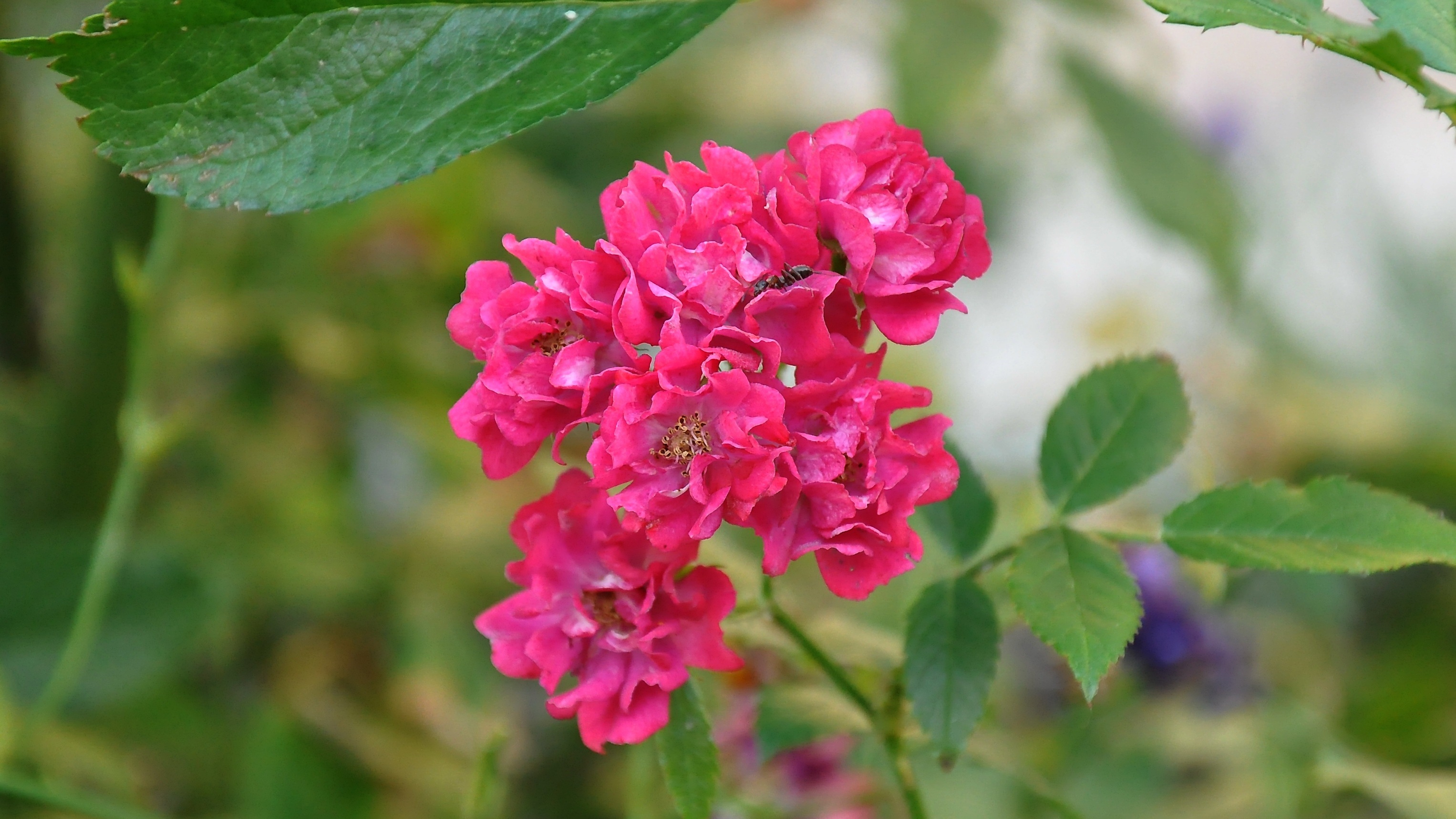 Pretty pink flowers in the garden free image download